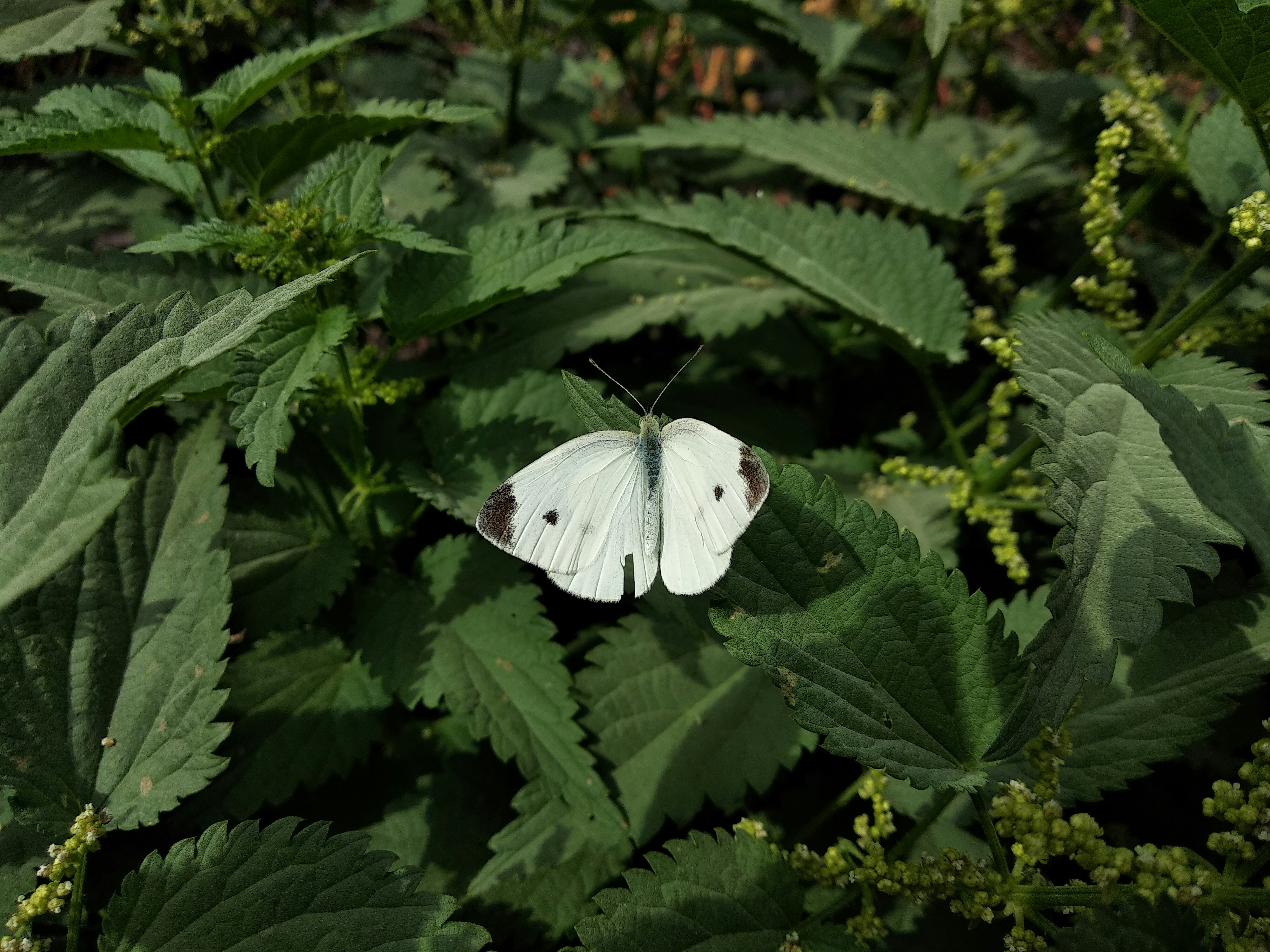 A white butterfly with faint black wing tips rests on dense green foliage, drawing the eye to its delicate symmetry. The shot emphasizes natural texture and contrast in a garden scene.