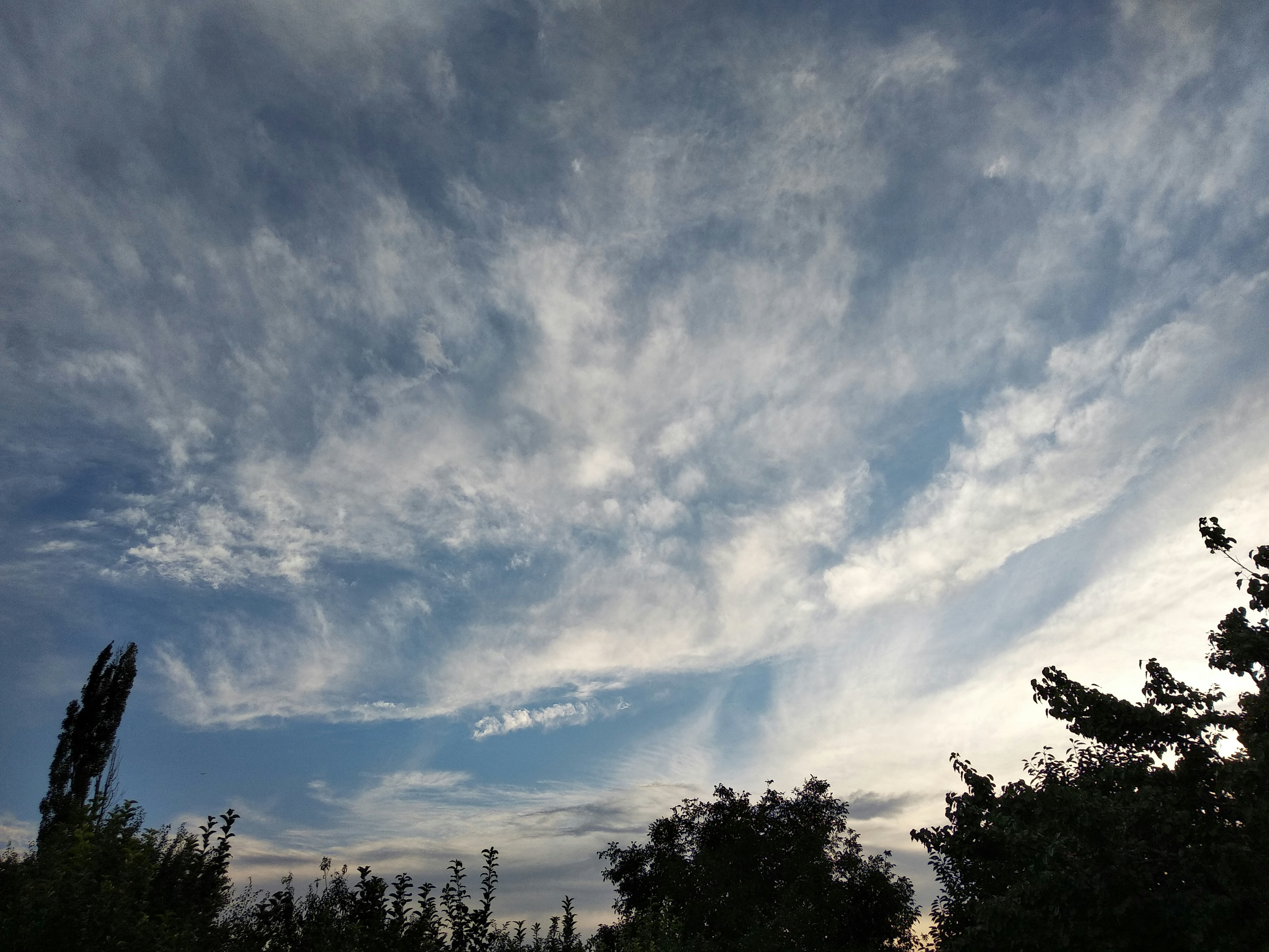 1000+ Sky And Tree Pictures | Download Free Images on Unsplash