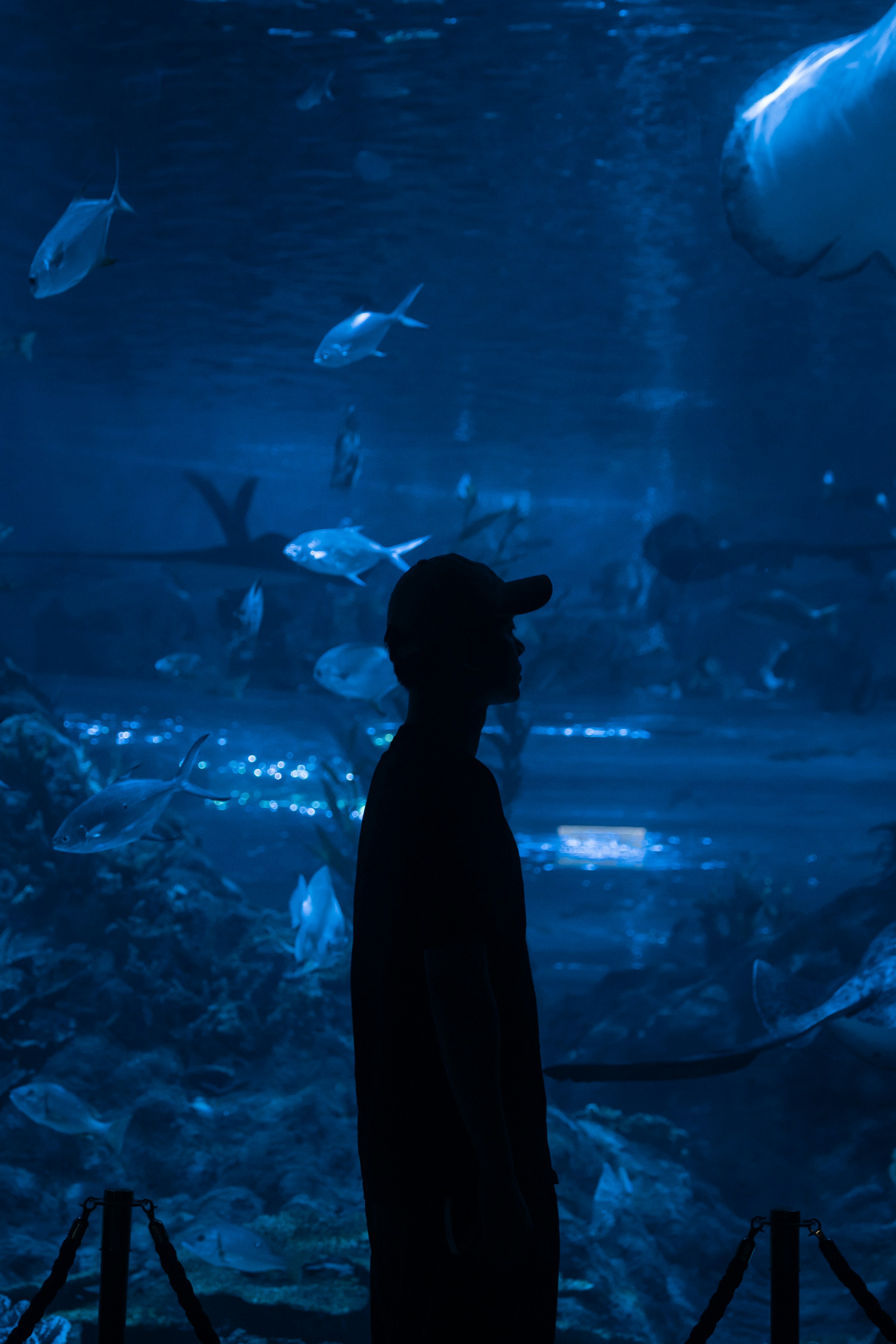 Silhouette of a person gazing at a vibrant underwater scene filled with various fish in an aquarium. The deep blue tones create a tranquil atmosphere.