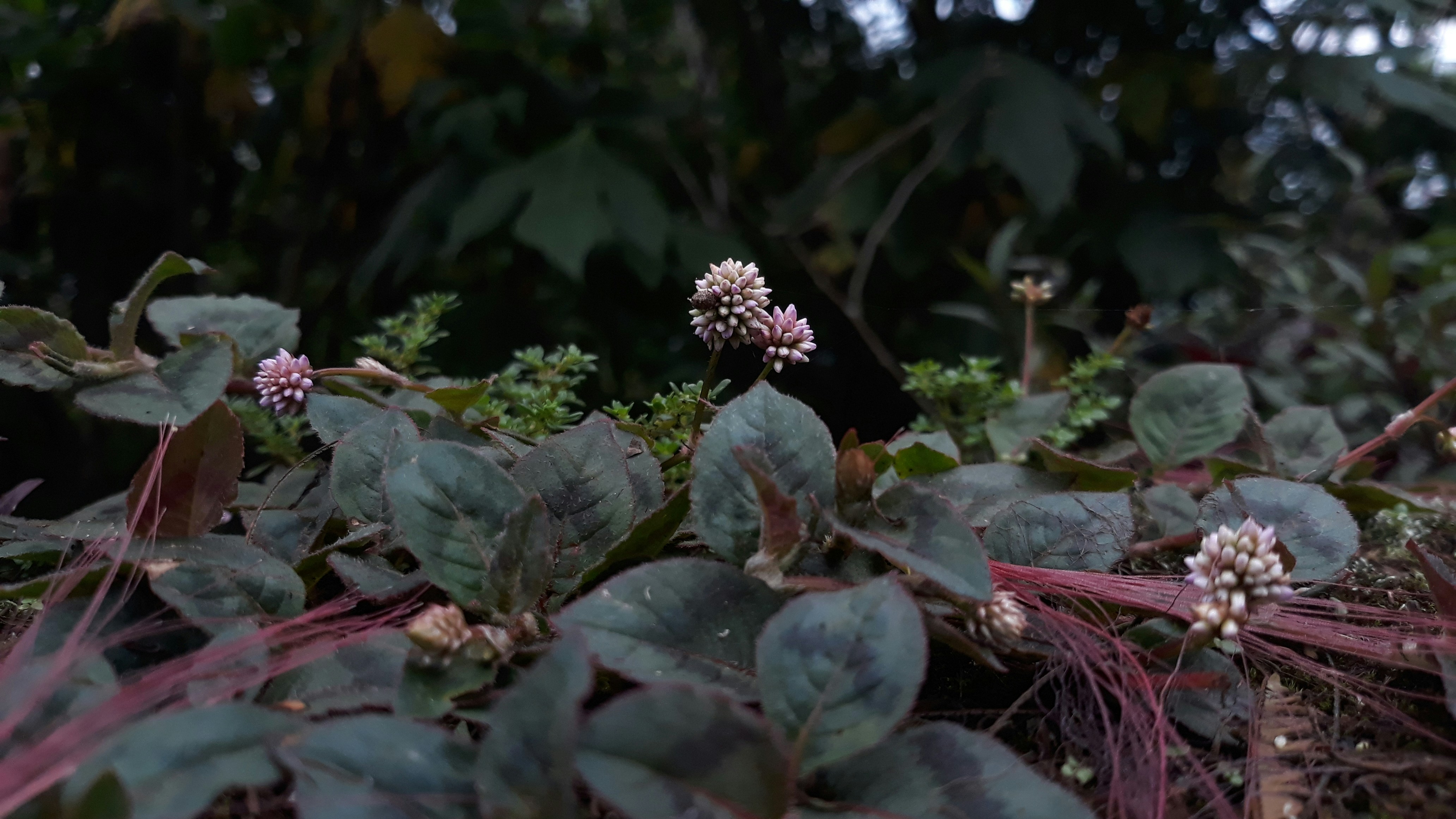 Delicate white flowers bloom amidst lush green foliage, capturing the serene beauty of the forest floor. The scene evokes a sense of tranquility and connection with nature.