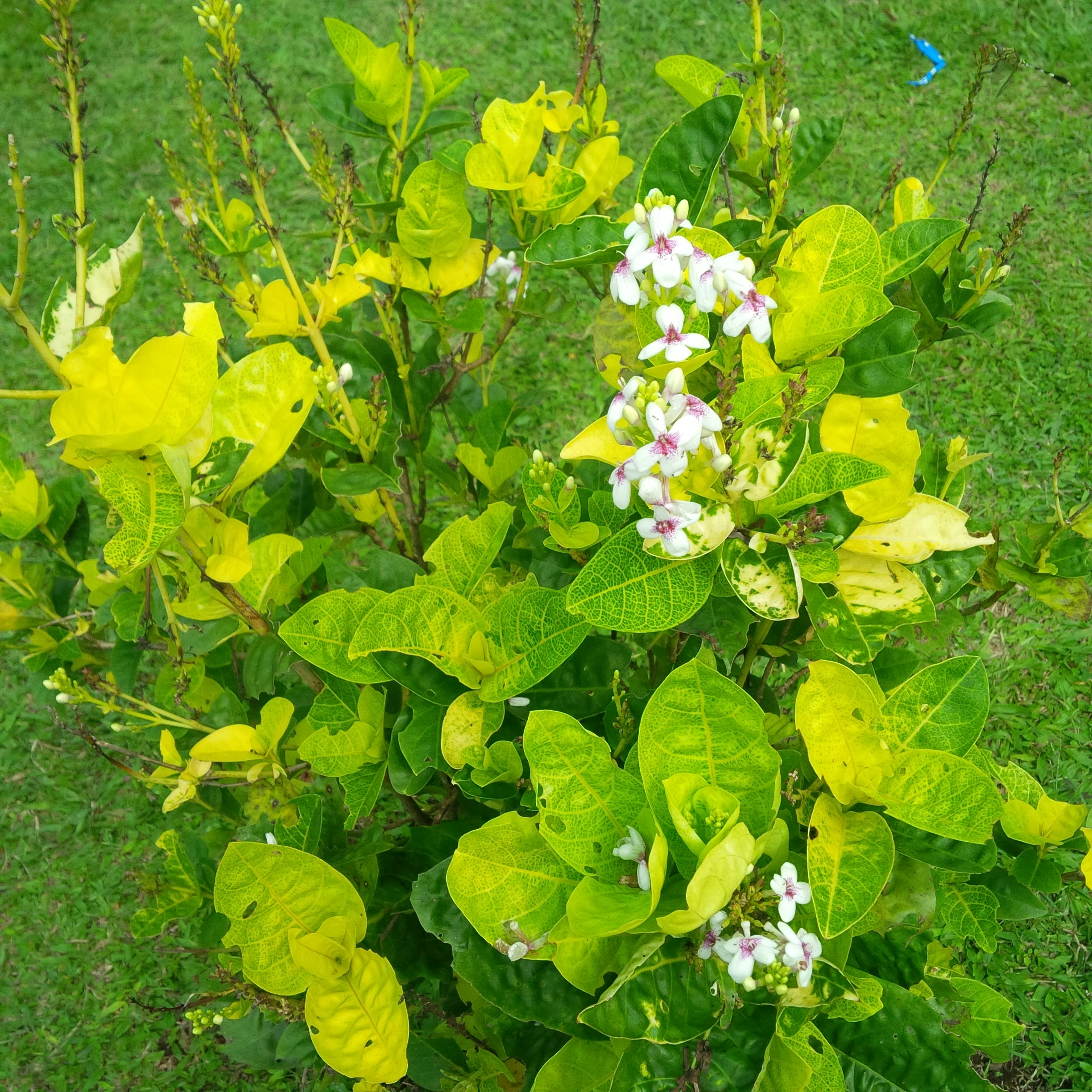 Close-up photograph of chartreuse-leaved garden shrub with clusters of white flowers edged in pink, set against a green lawn.