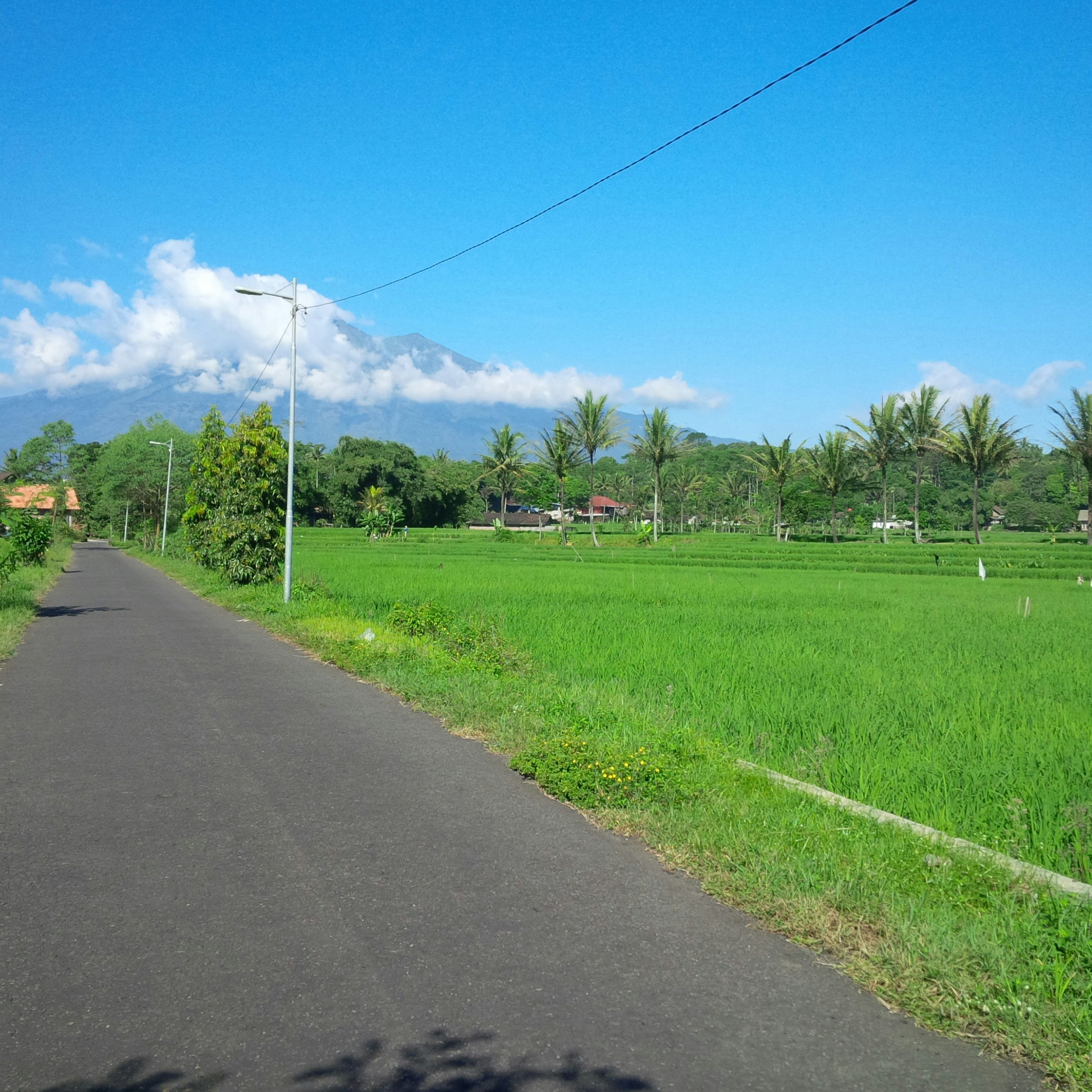 A quiet rural road runs through emerald fields bordered by palm trees and distant houses beneath a clear blue sky.