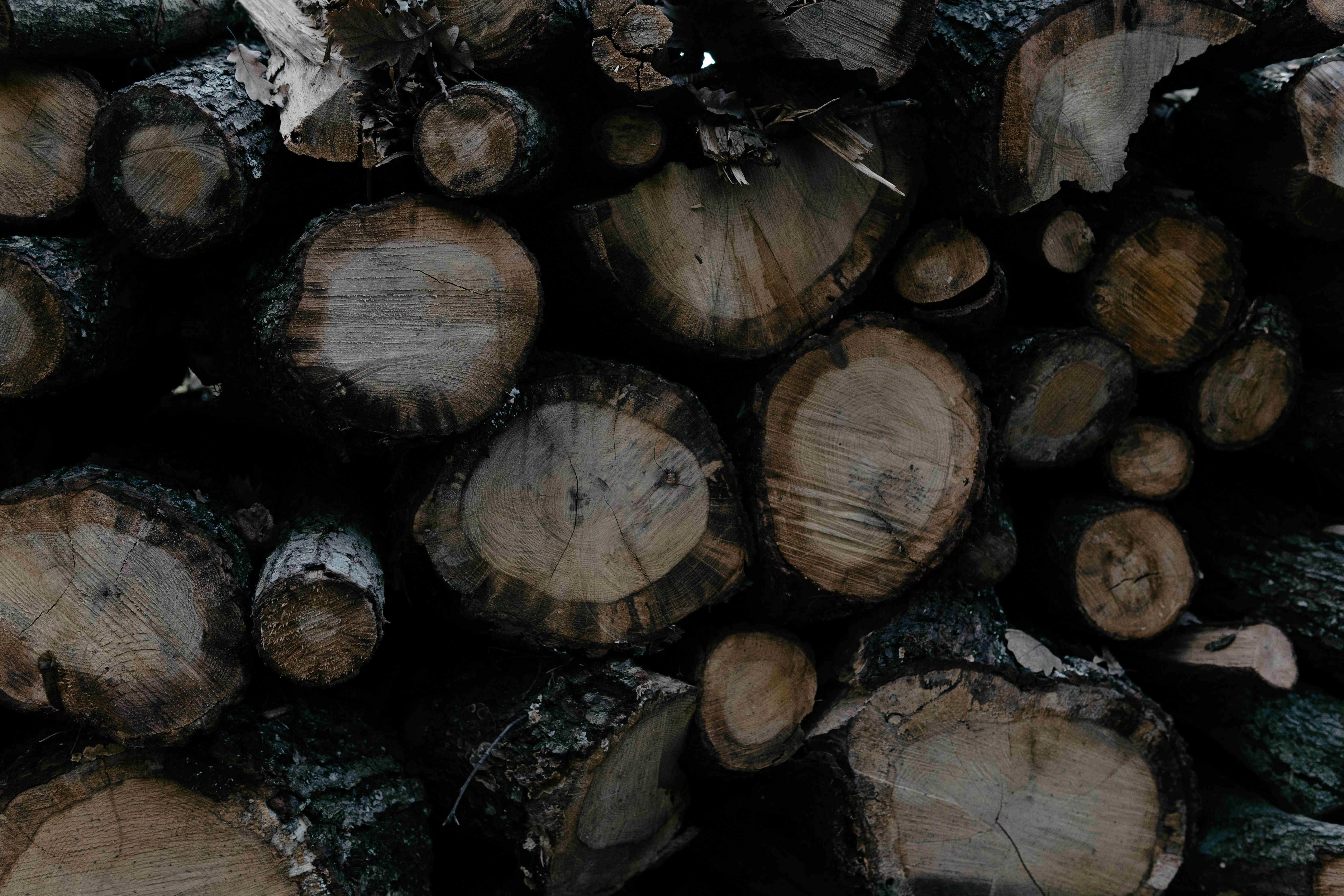 Background pattern photo – Free Cutted tree Image on Unsplash