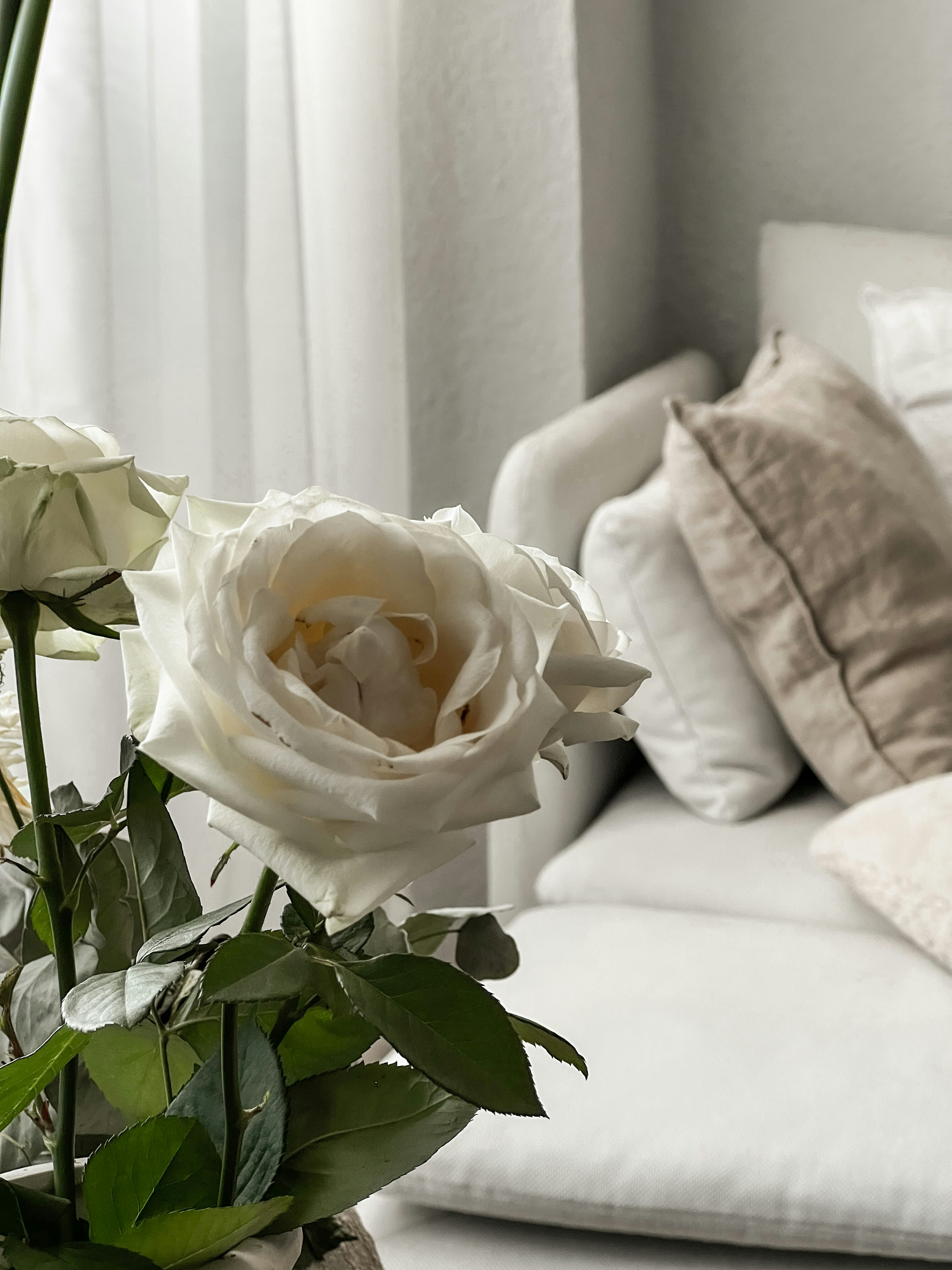 Petals in Soft Focus: White Rose Framing a Calm Living Room