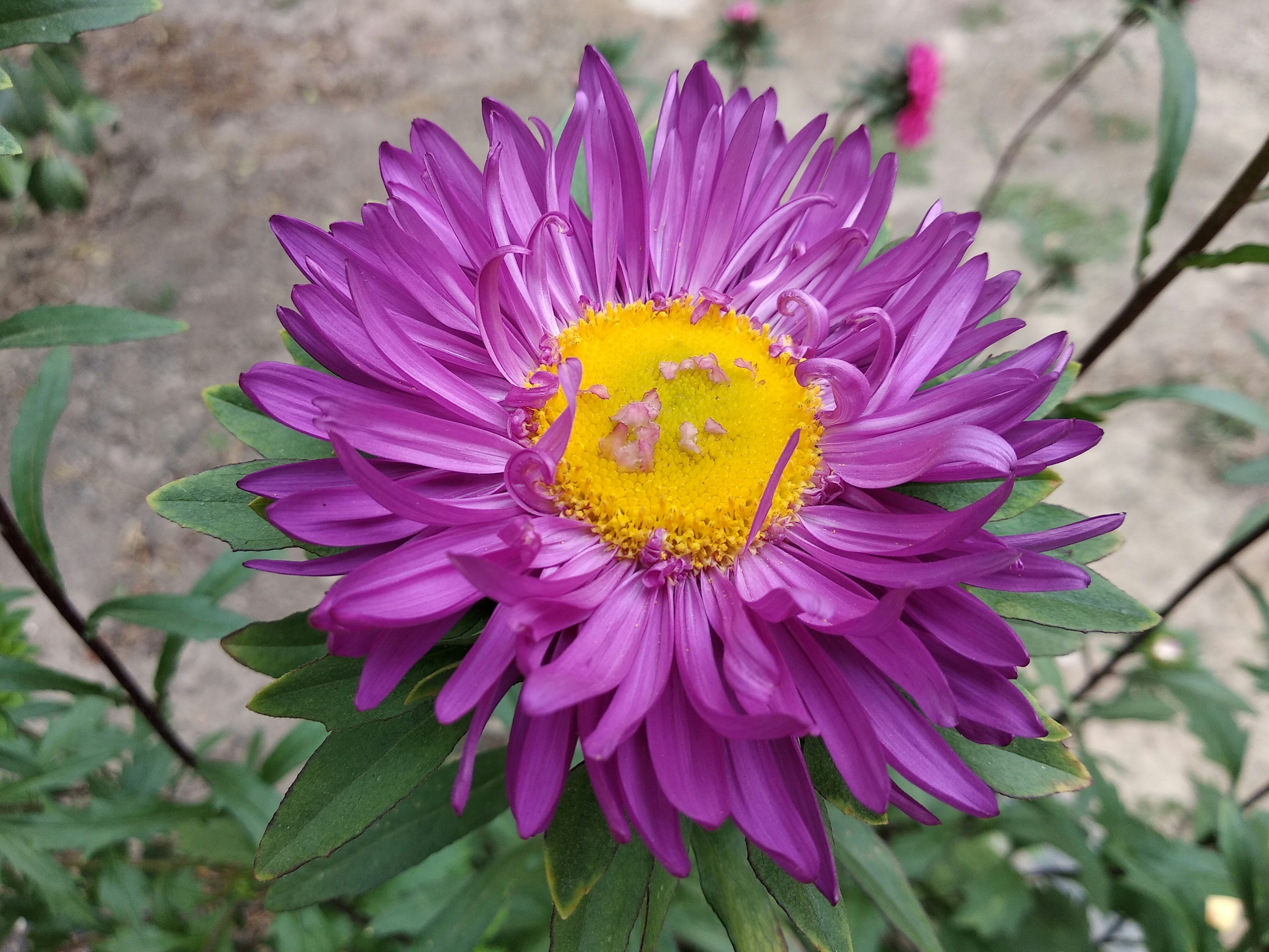 Close-up of a vivid purple chrysanthemum with a bright yellow center in a garden. Green leaves surround the bloom and the background is softly blurred.