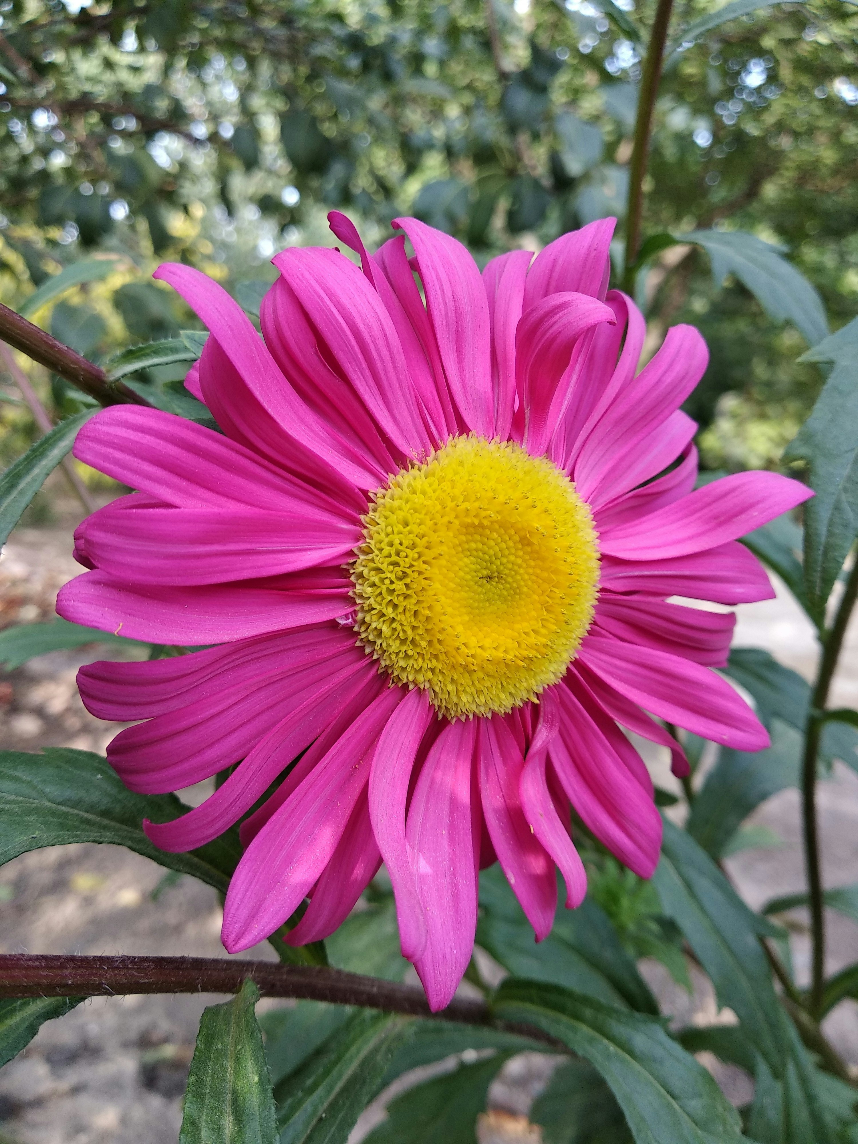 Bright pink flower with a yellow center surrounded by green leaves, showcasing the beauty of nature.