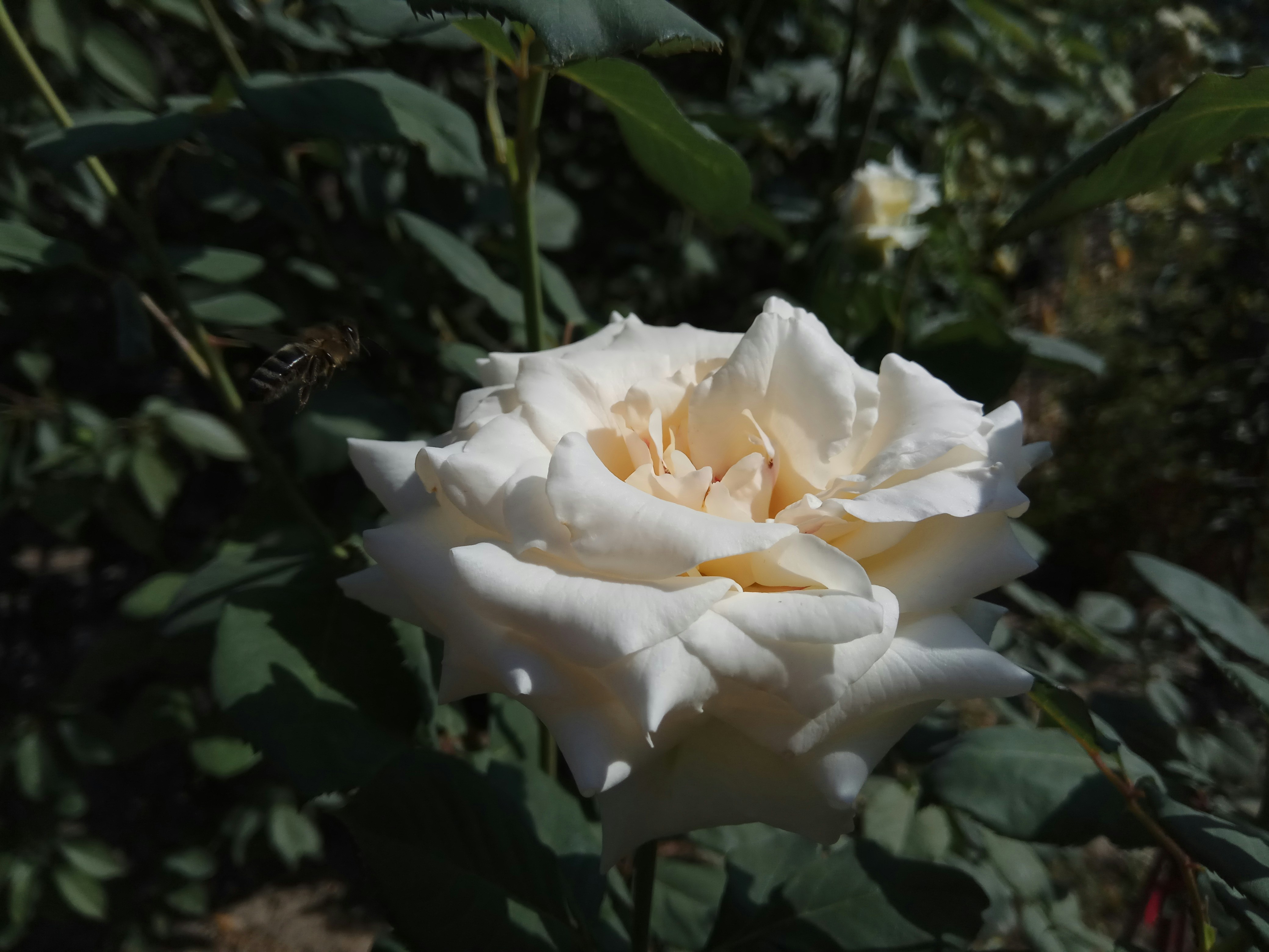 Delicate cream rose surrounded by lush green foliage, with a bee hovering nearby. A moment of tranquility in a vibrant garden.
