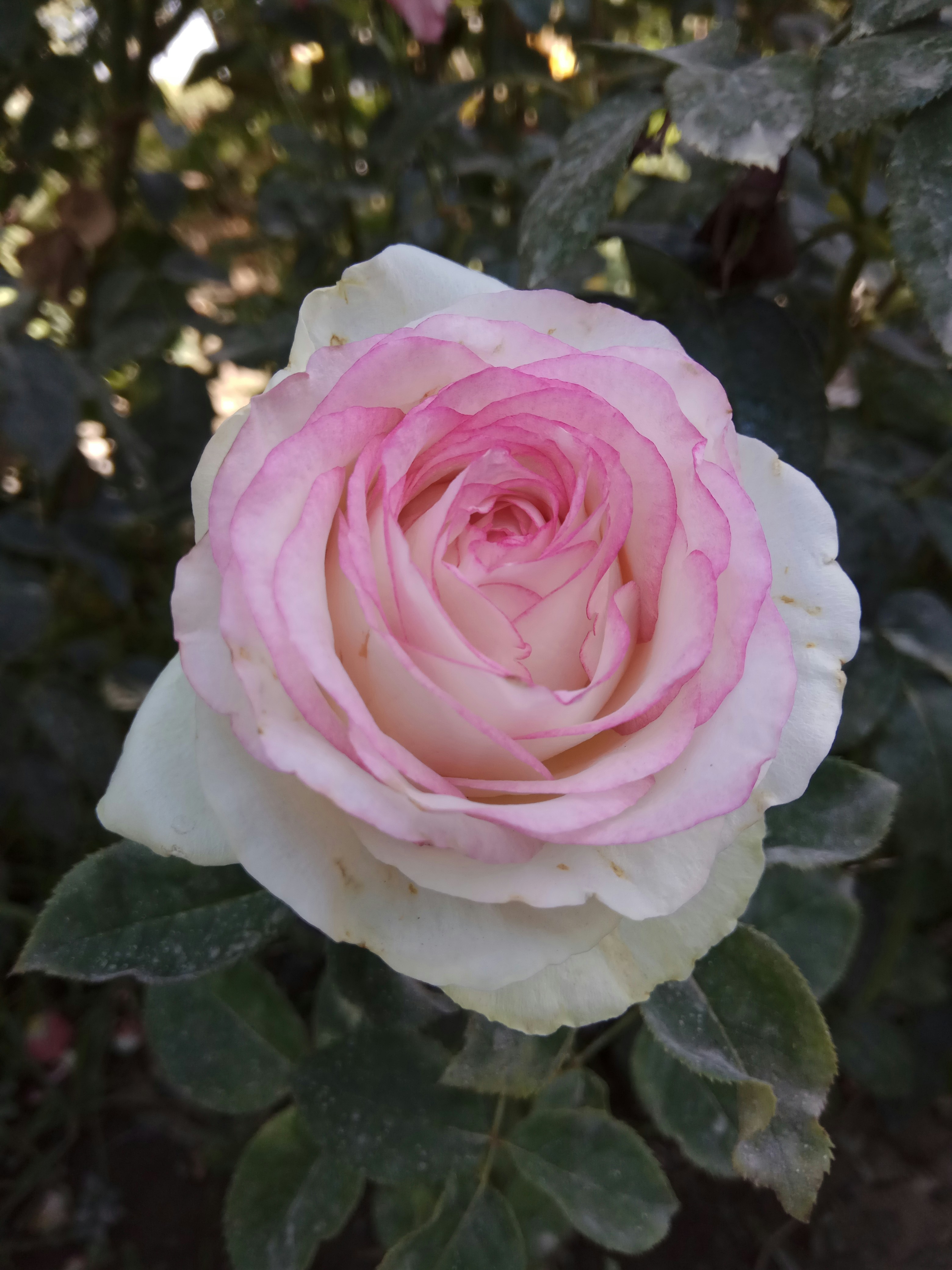 Photo by Anna Evans with Xiaomi Redmi Note 4