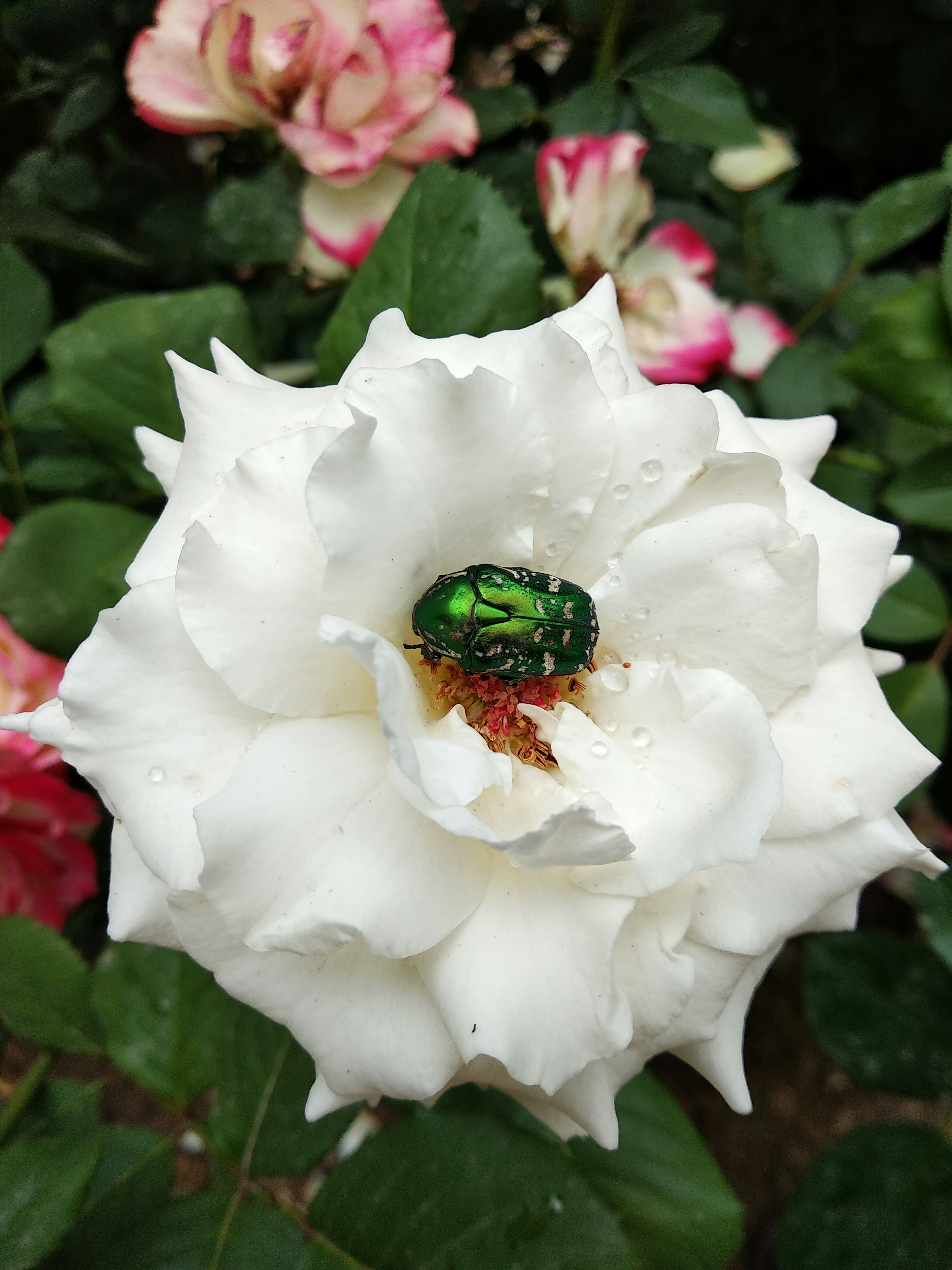 Emerald Beetle on a White Rose: A Morning-Dew Macro Moment
