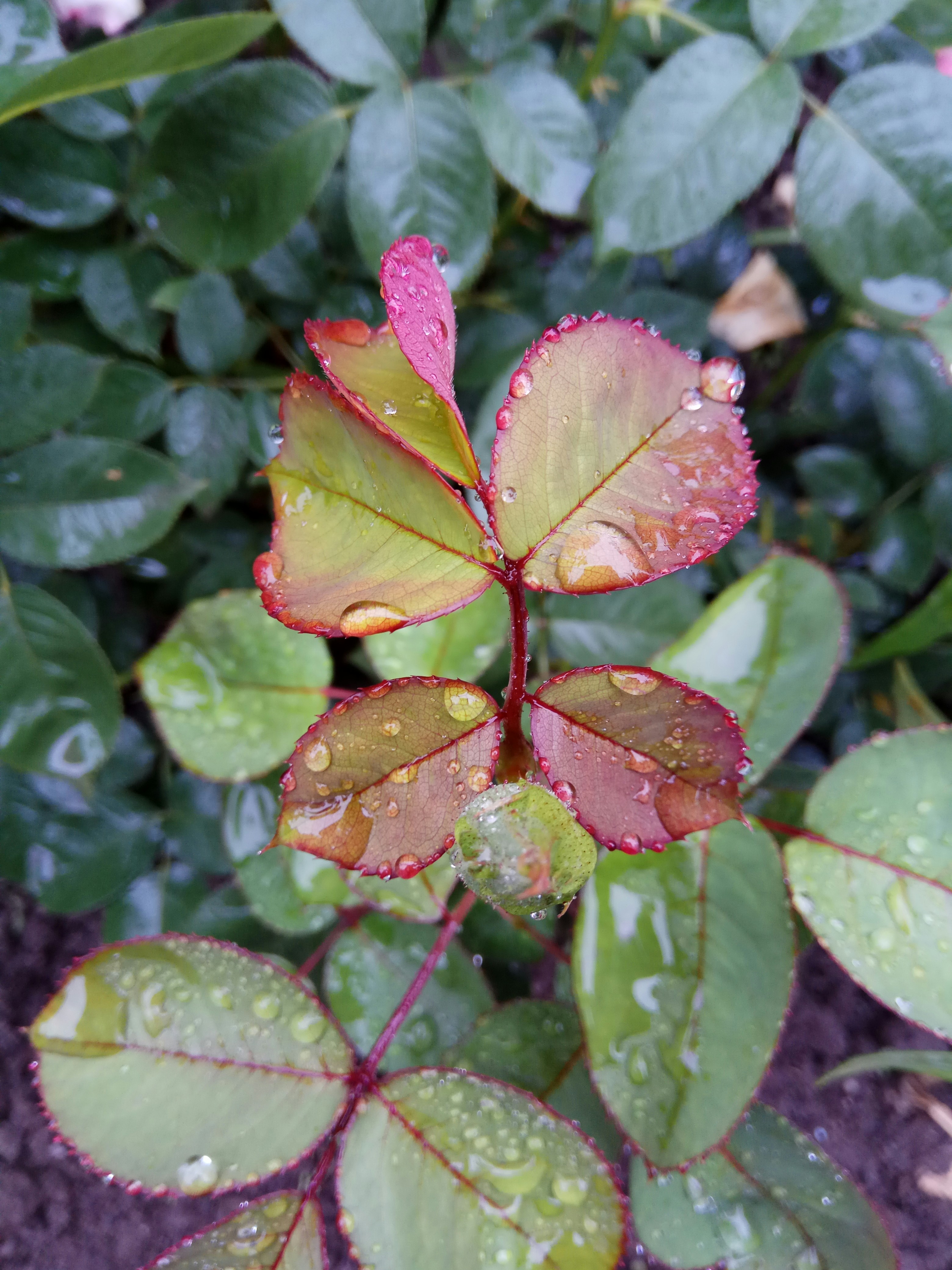 Close-up photograph of glossy leaves with dew droplets and rose-colored margins, set against a backdrop of green foliage.
