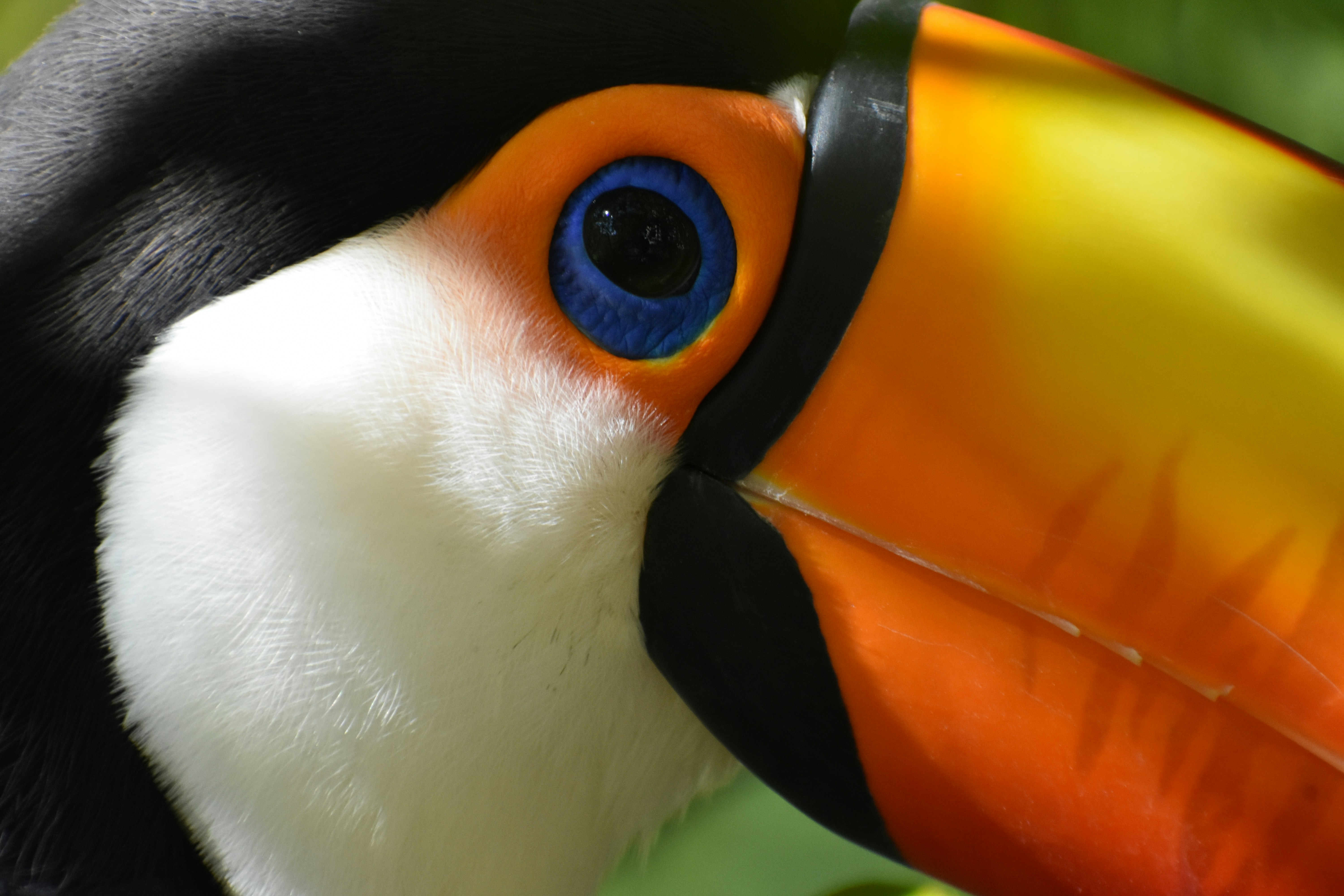 Close-up of a toucan's vibrant beak and striking eye in bright natural light.