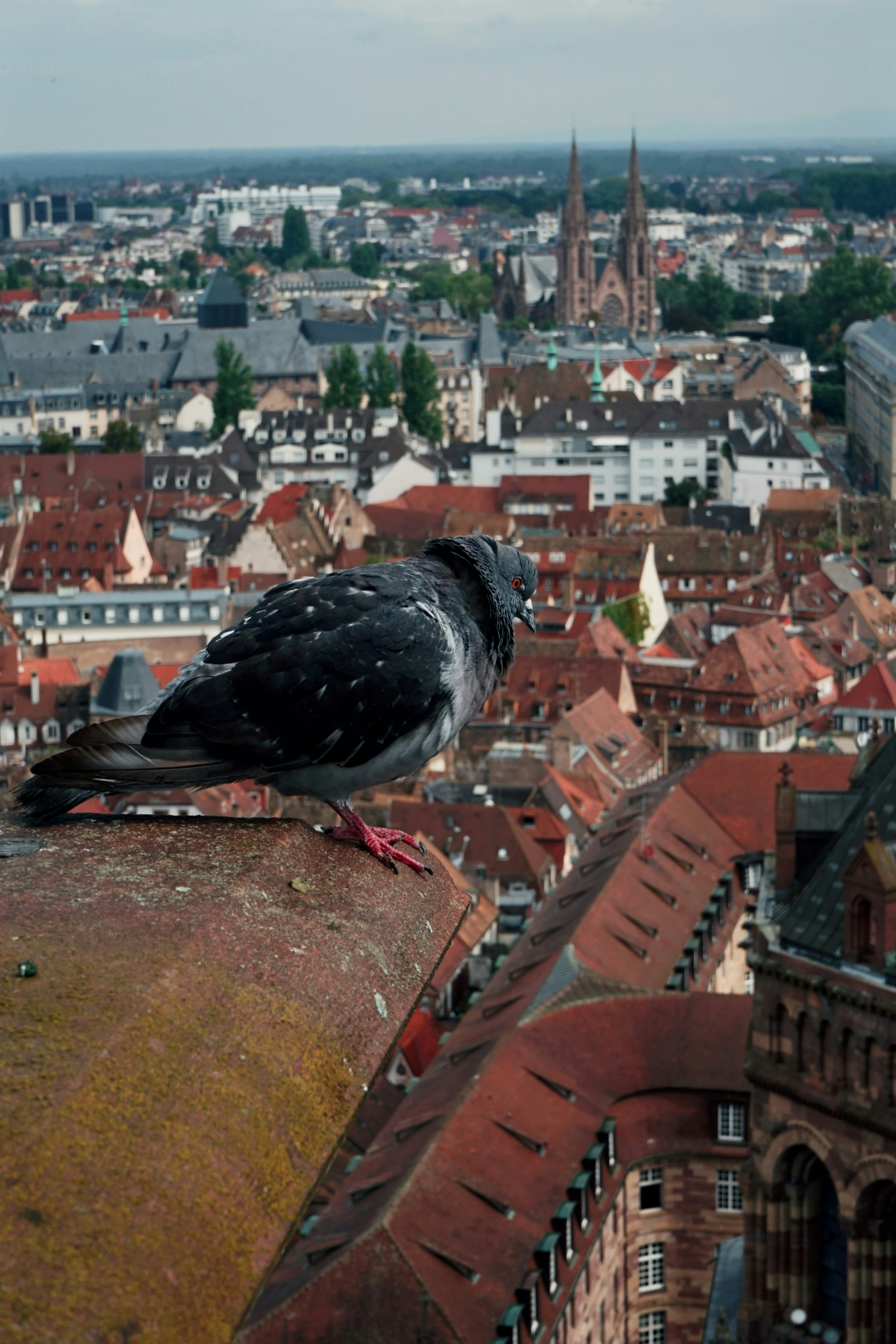 A bird on a roof photo – Free Strasbourg Image on Unsplash