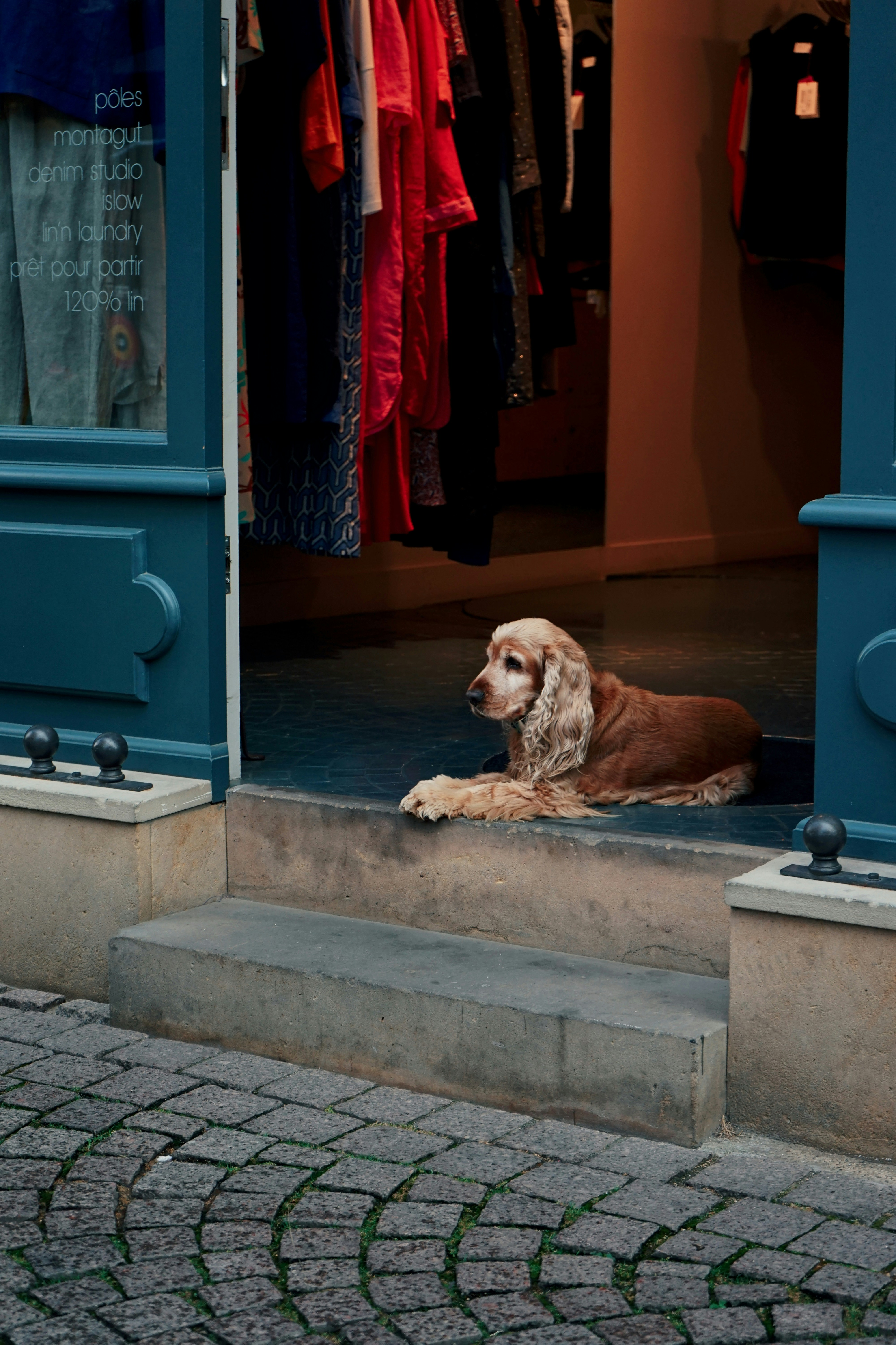 Relaxed Coquette: A Spaniel Pauses at a Boutique Threshold