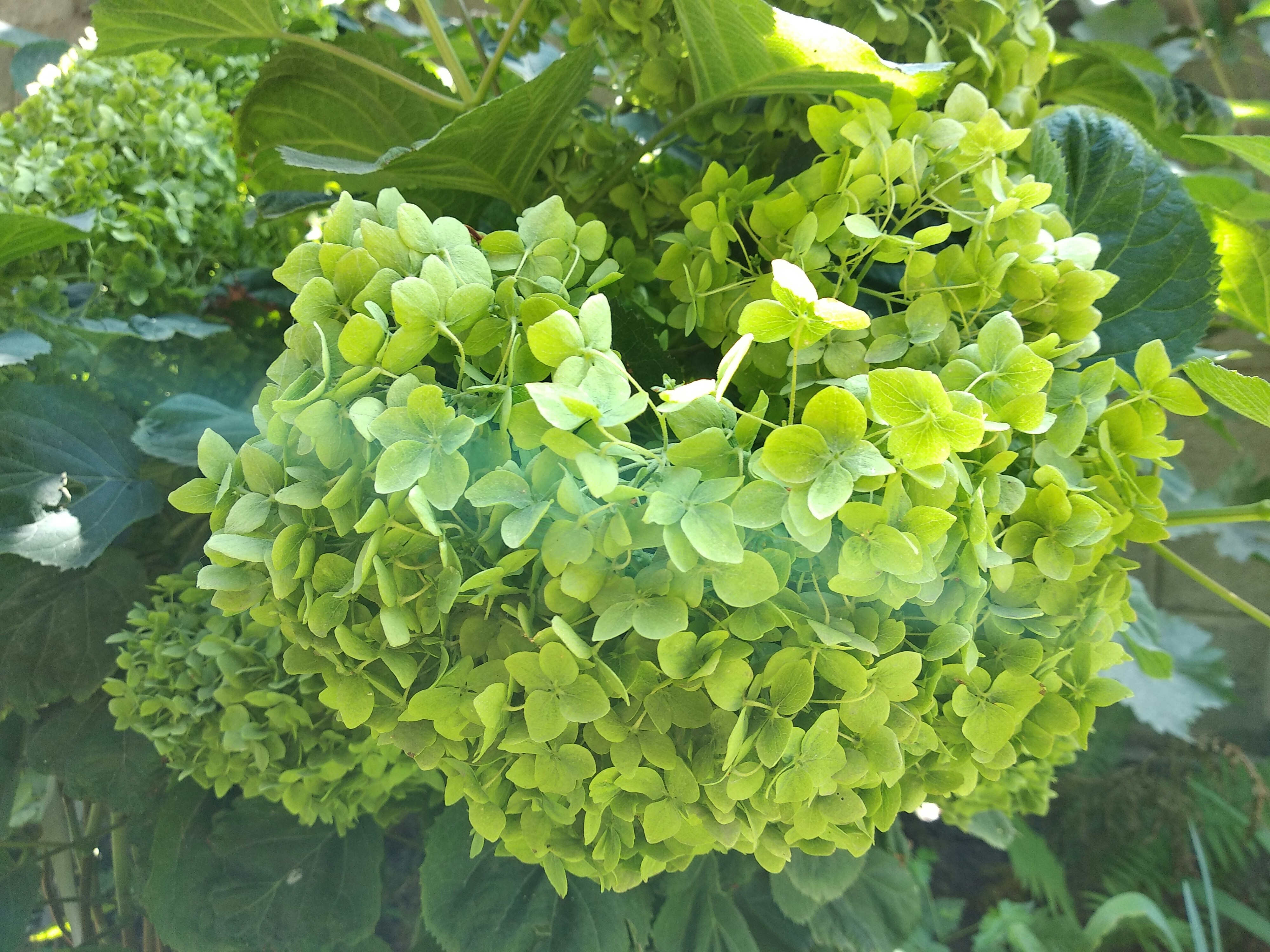 Hydrangea Crown: A Close-Up in Green and Lime