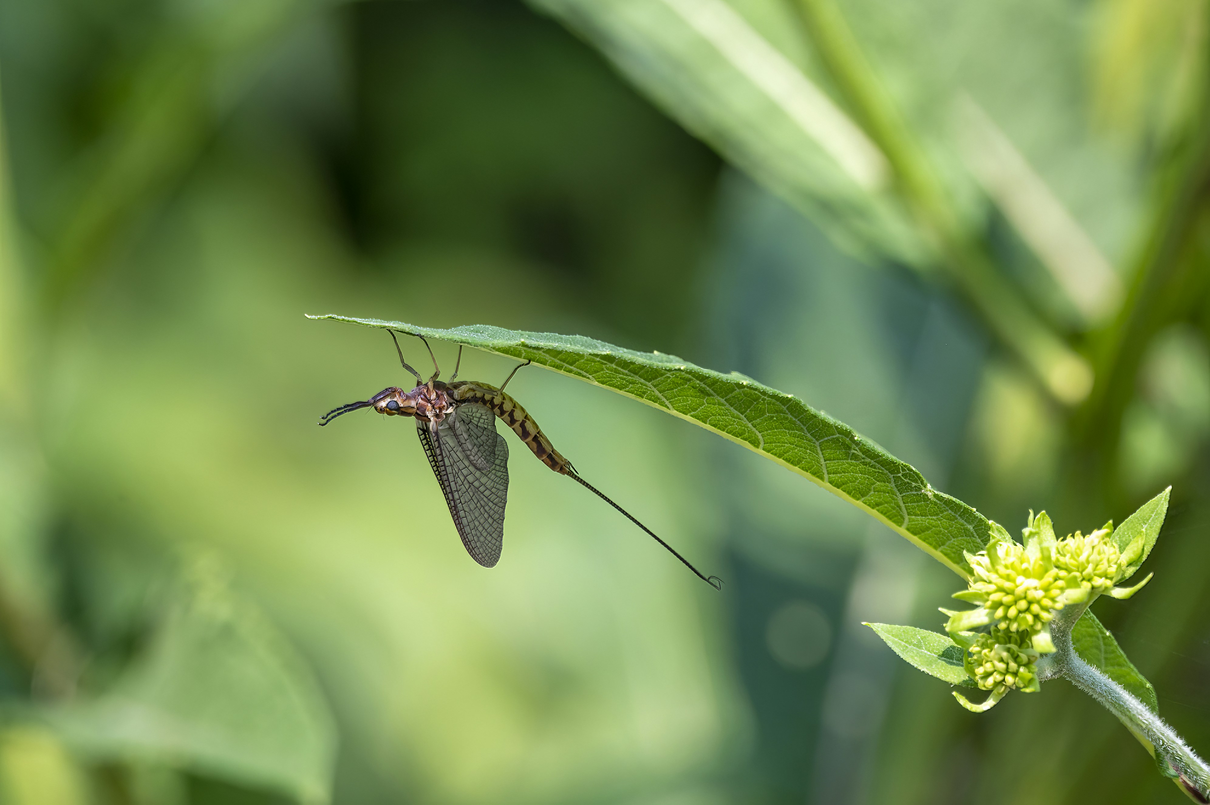 A bug on a leaf photo – Free Ottawa national wildlife refuge visitor ...
