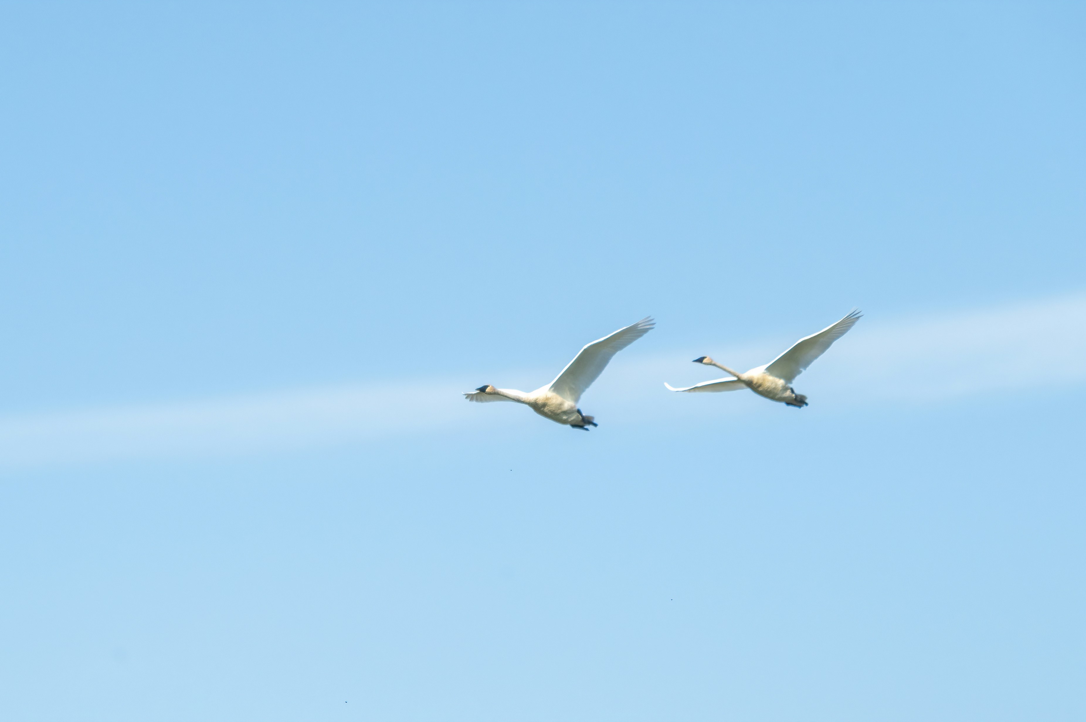 Two birds gliding through a clear sky with a faint white cloud line.