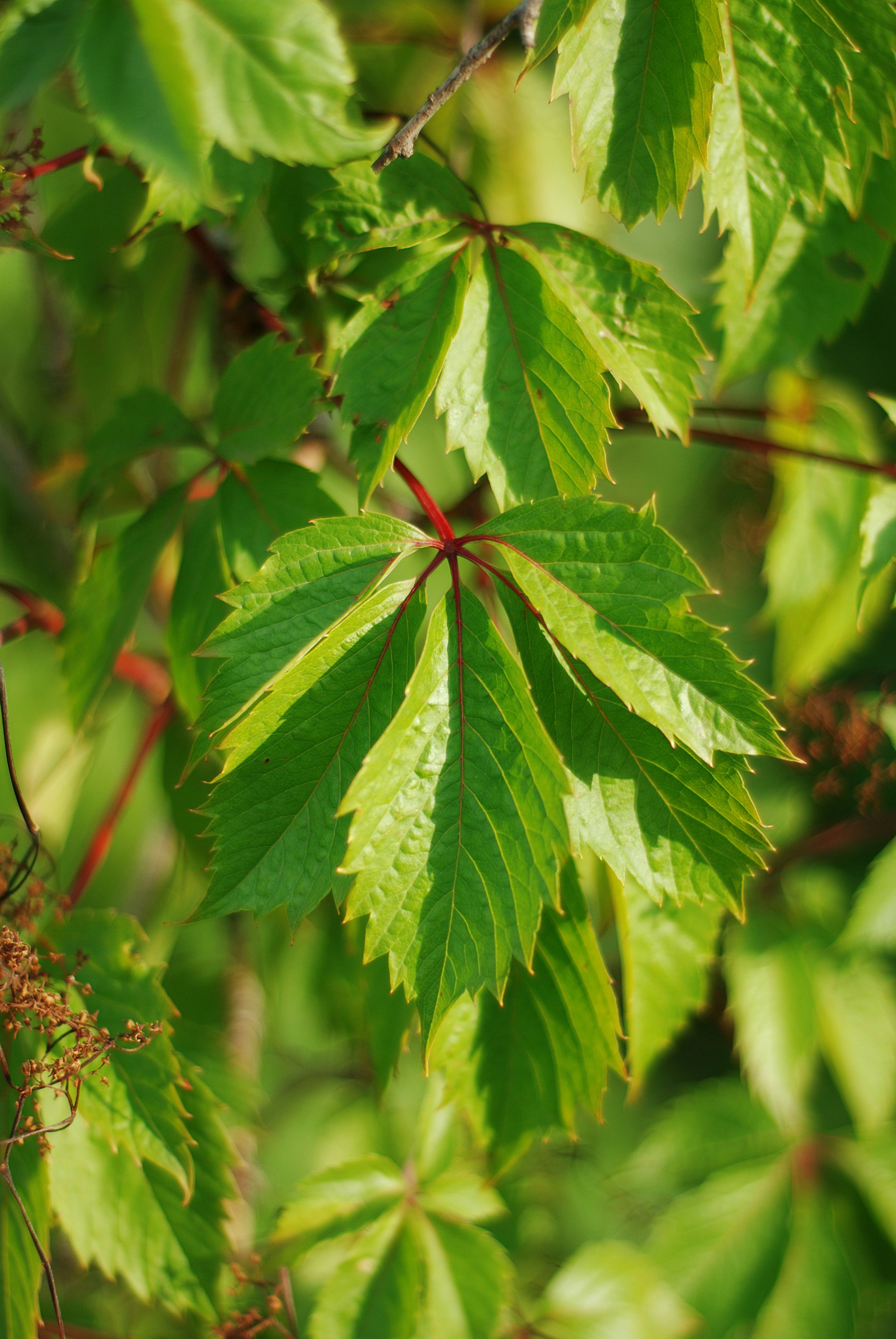 A close up of a leaf photo – Free Russia Image on Unsplash
