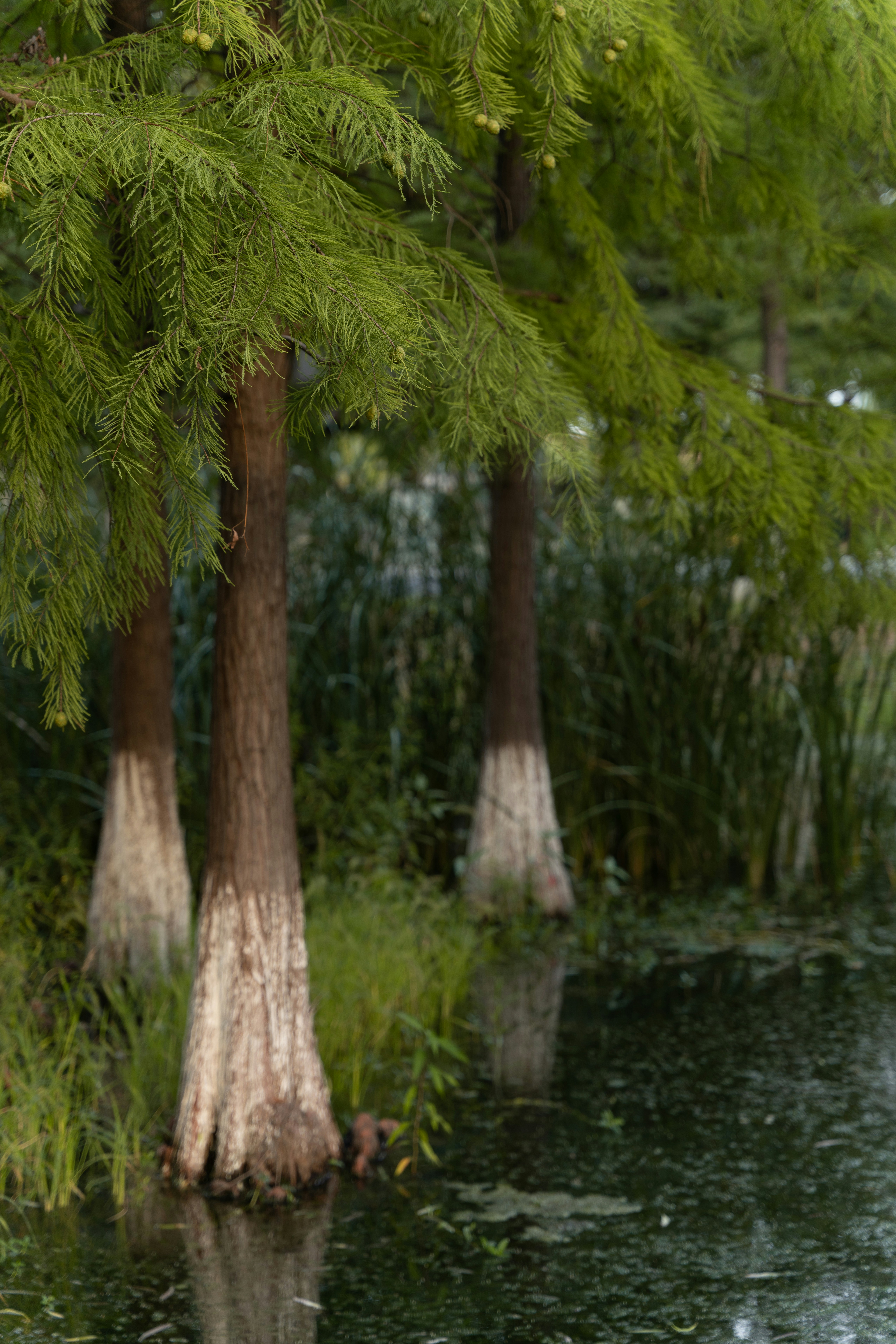 a group of trees in a forest