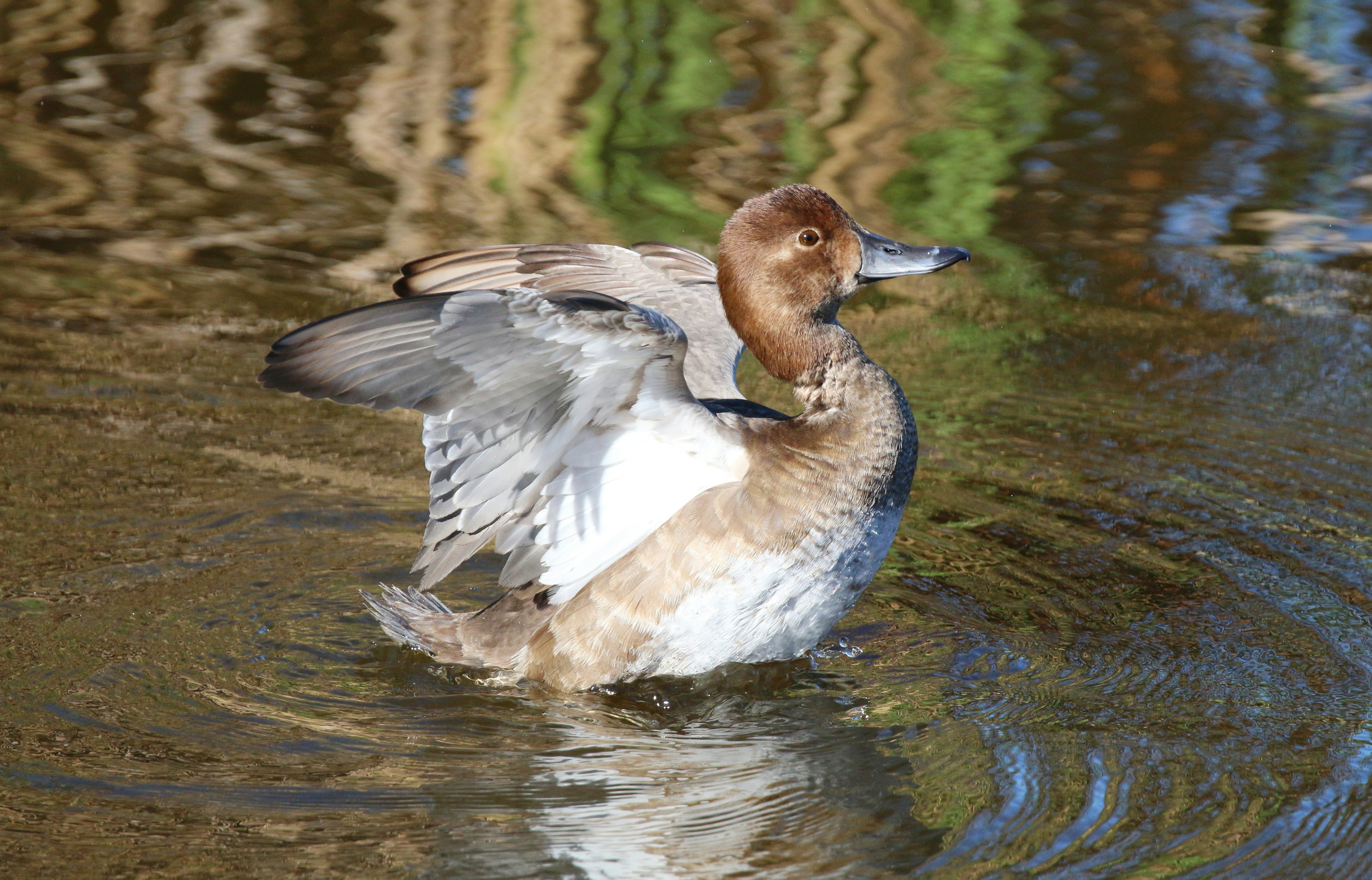 A duck and a duckling swimming in water photo – Free Animal Image on ...