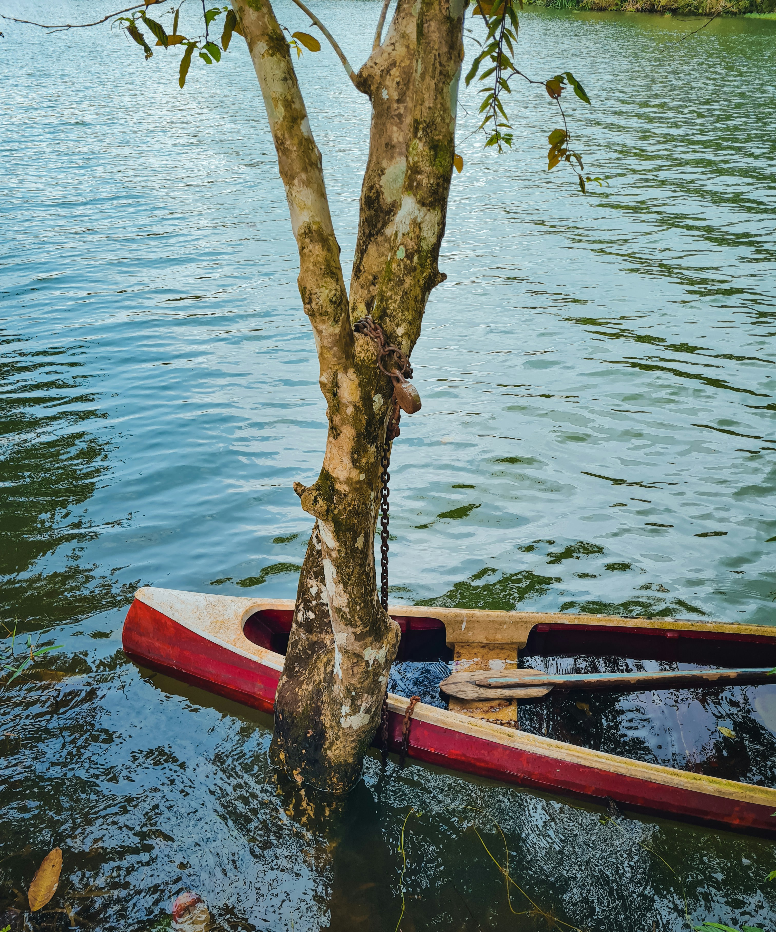 A tree stands resiliently by the water's edge, partially submerged, with a red canoe resting nearby. The tranquil scene reflects the harmony between nature and human craftsmanship.