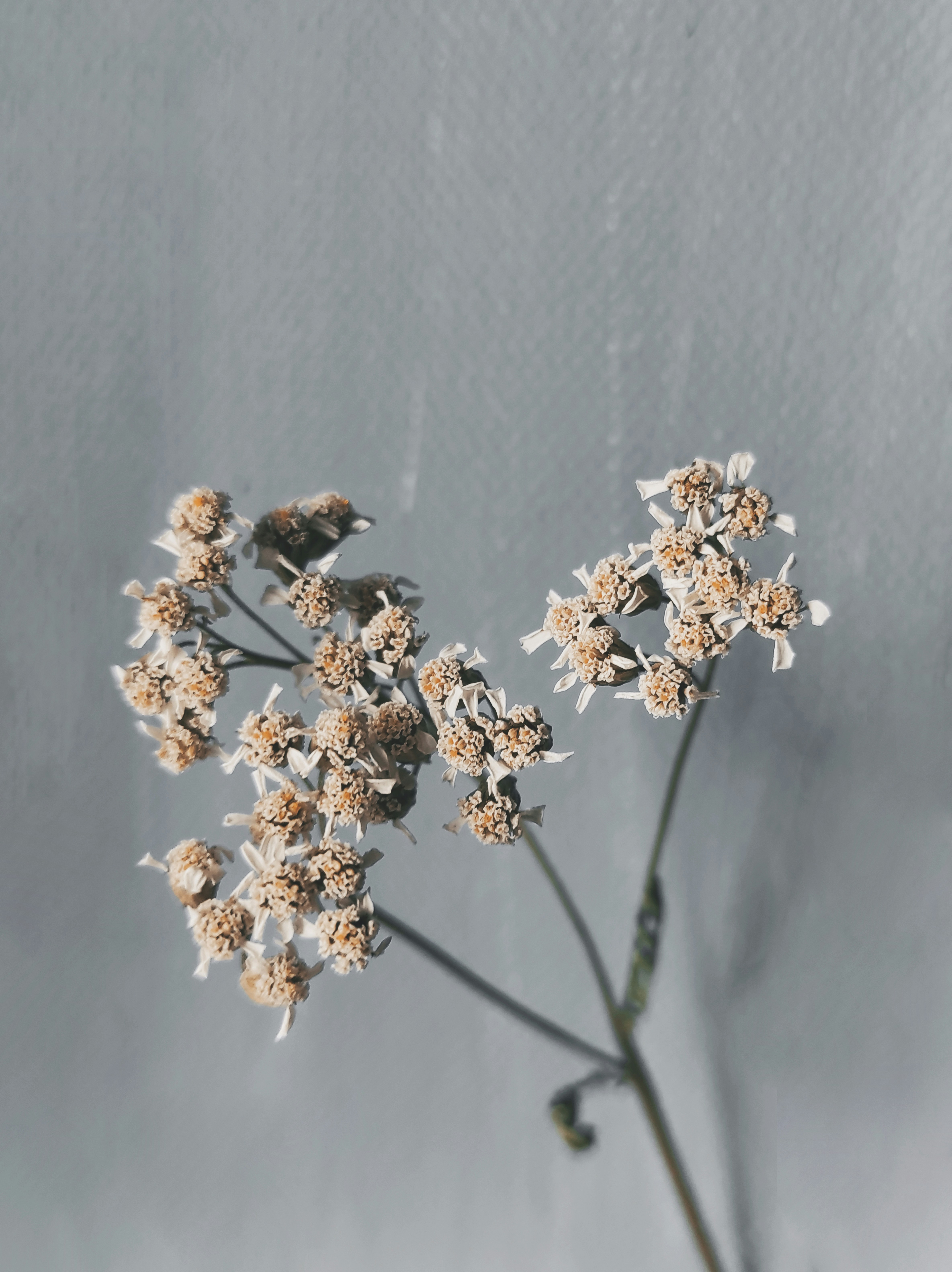Dried yarrow flower.