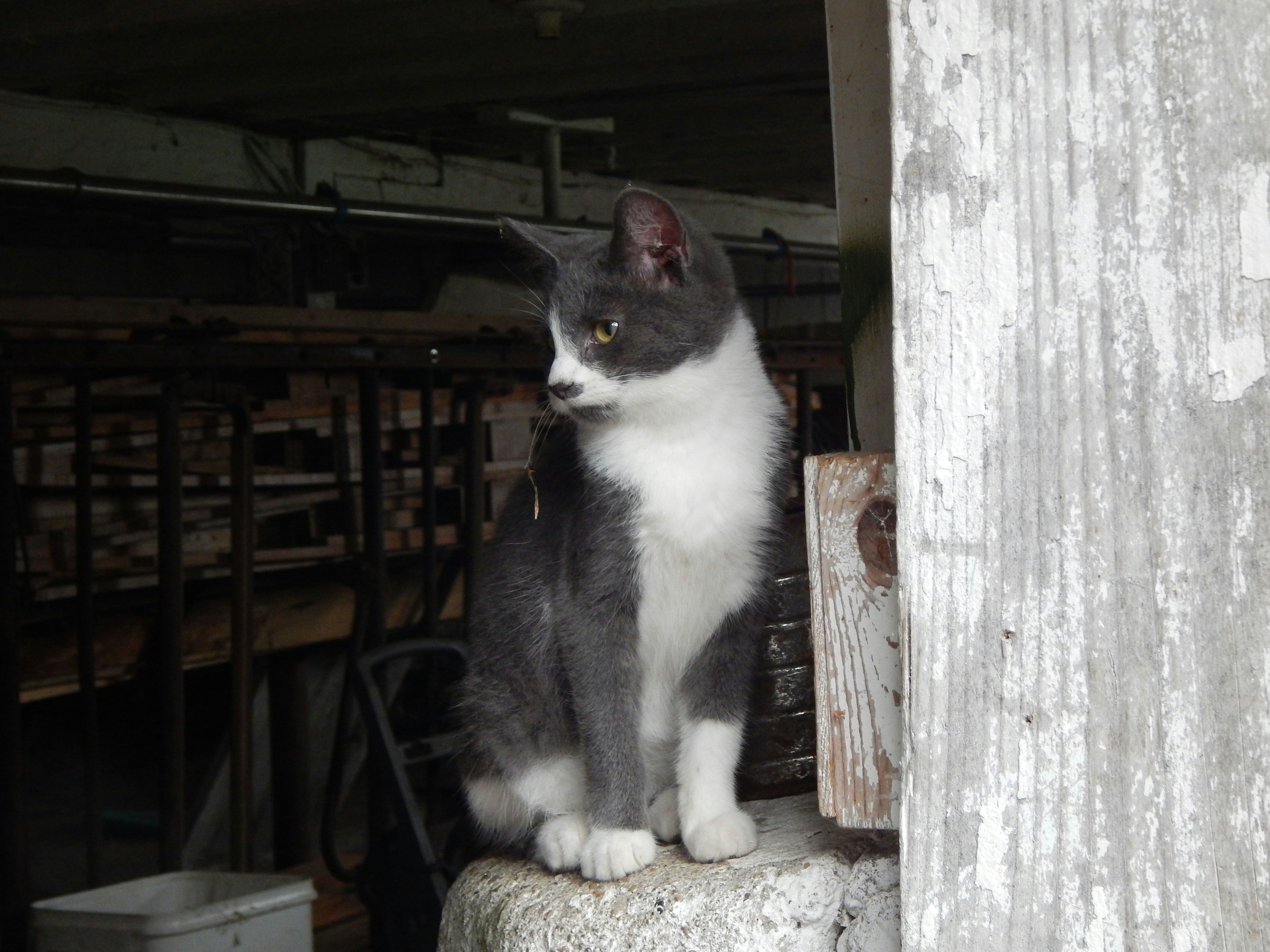 Curious Cat in a Weathered Studio Corner