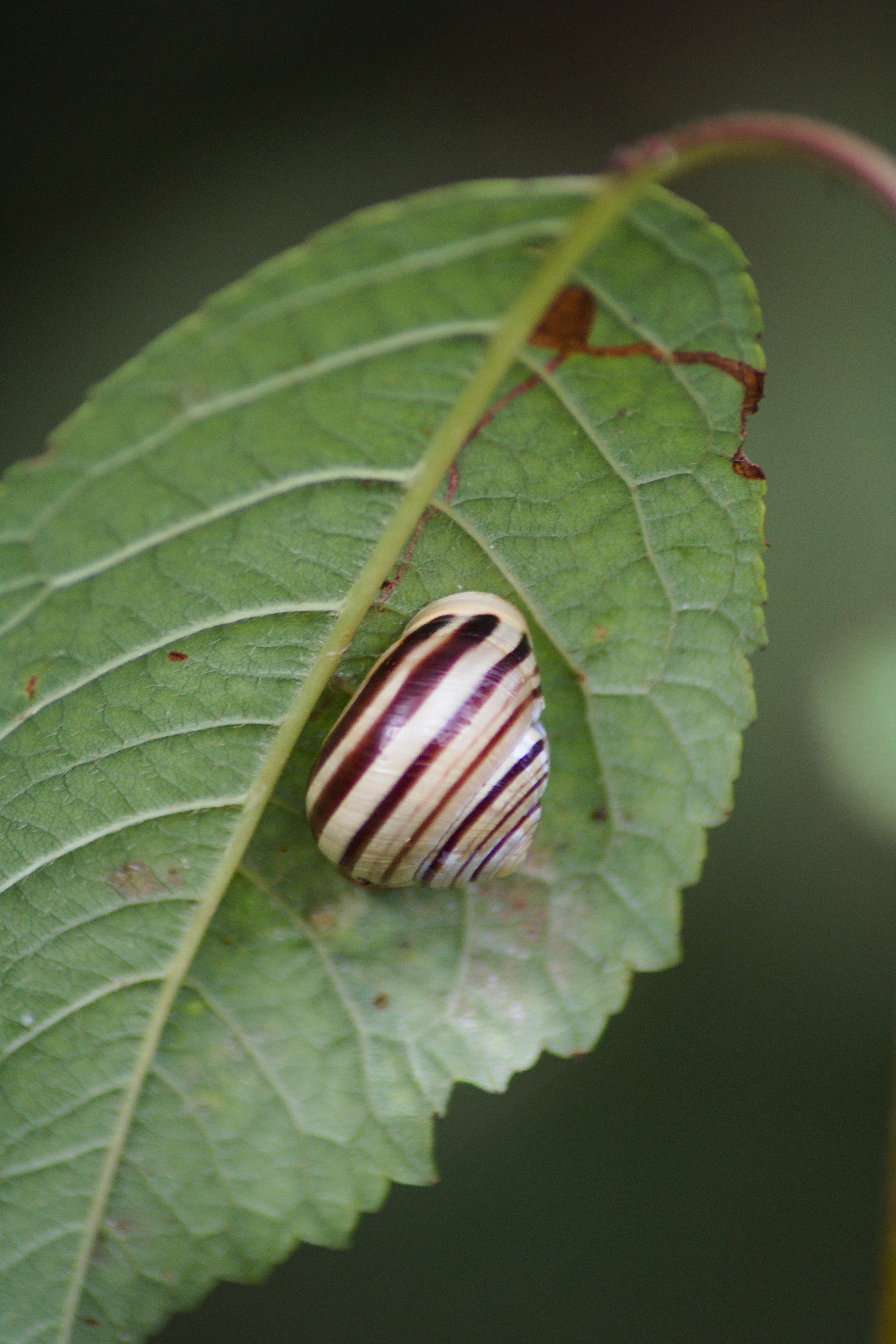 Striped Shell on a Leaf Vein: a Macro Moment