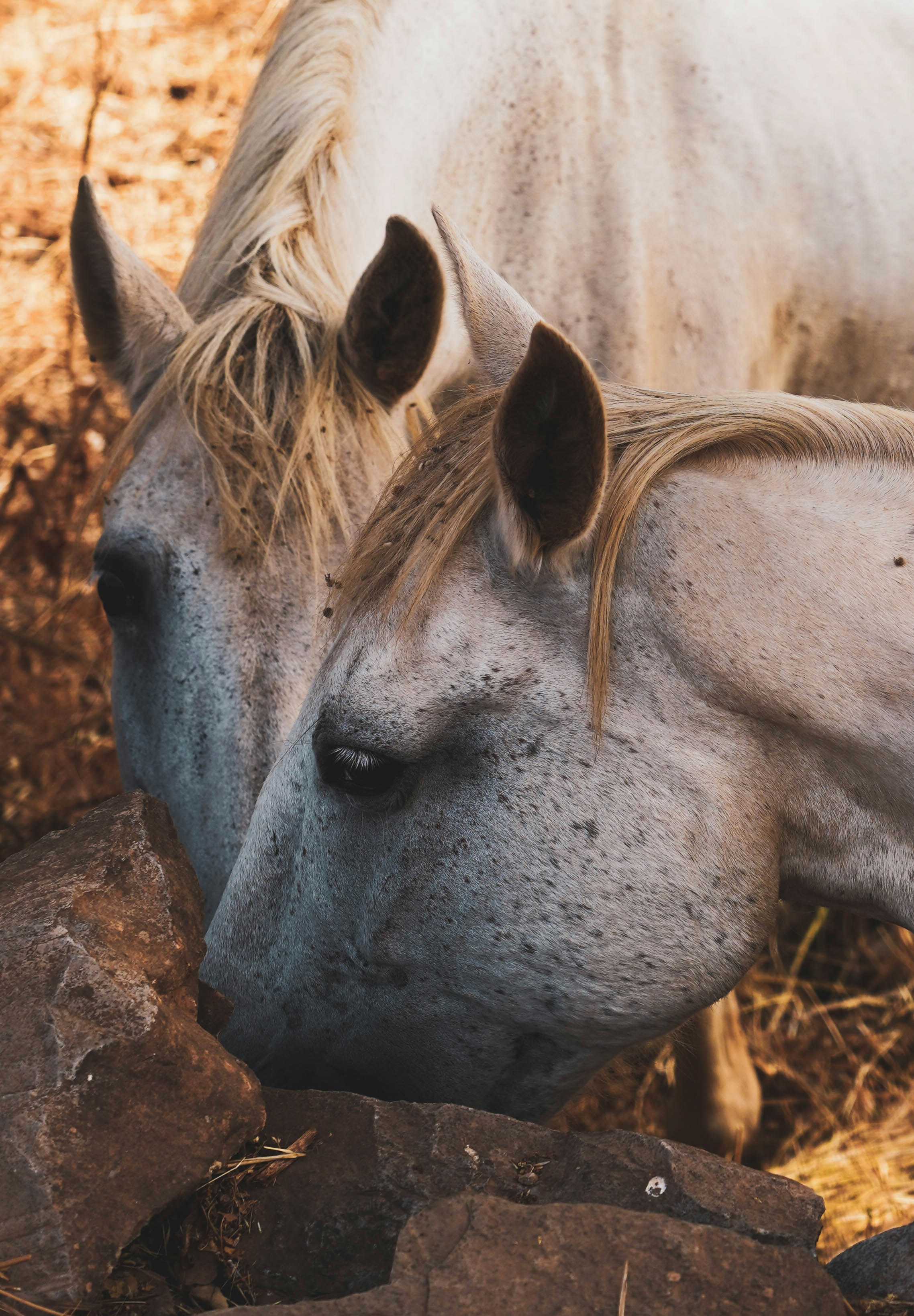 Golden Hour Graze: Two White Horses Among Quiet Rocks