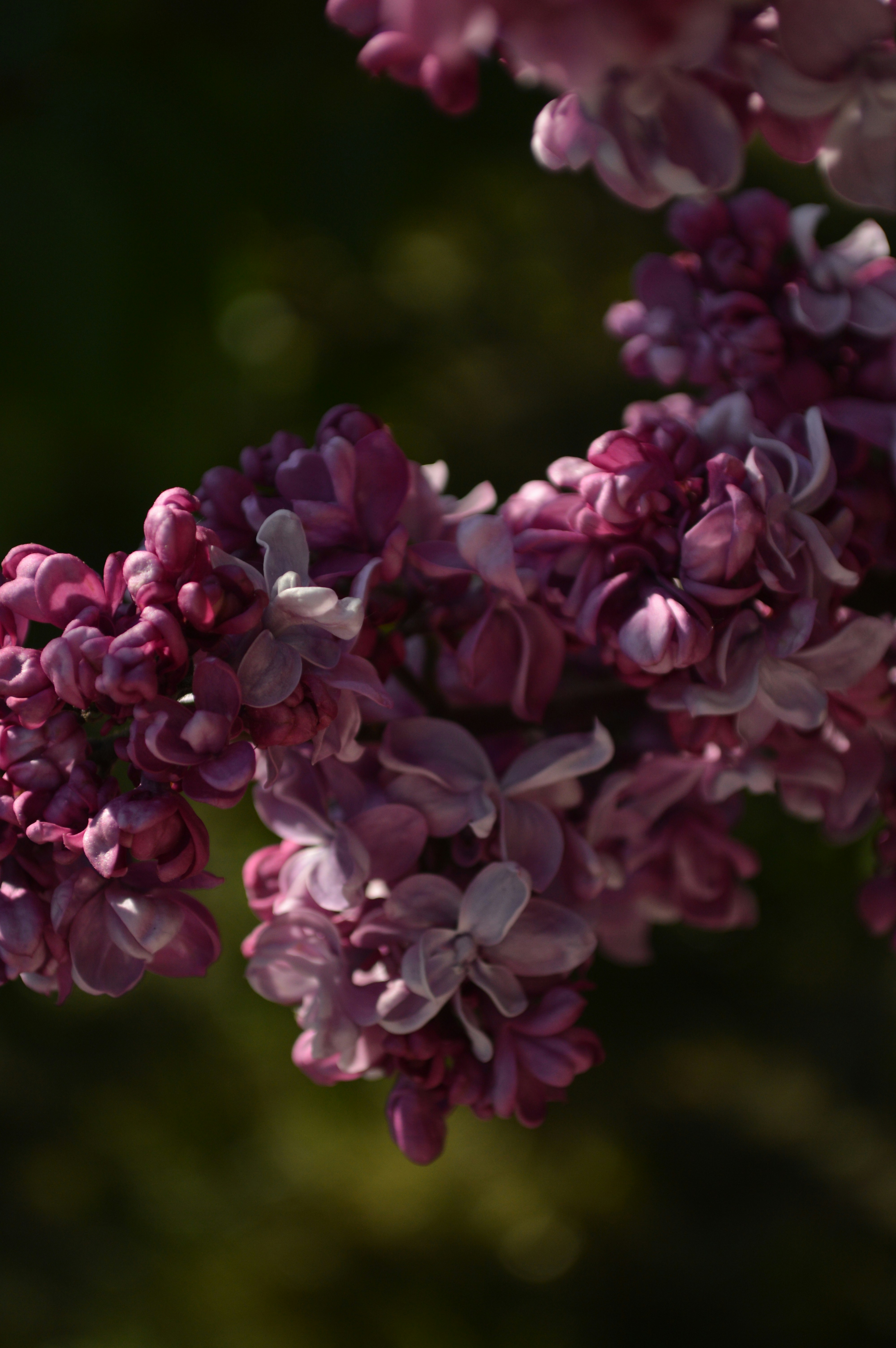 Lilac Background Pictures | Download Free Images on Unsplash
