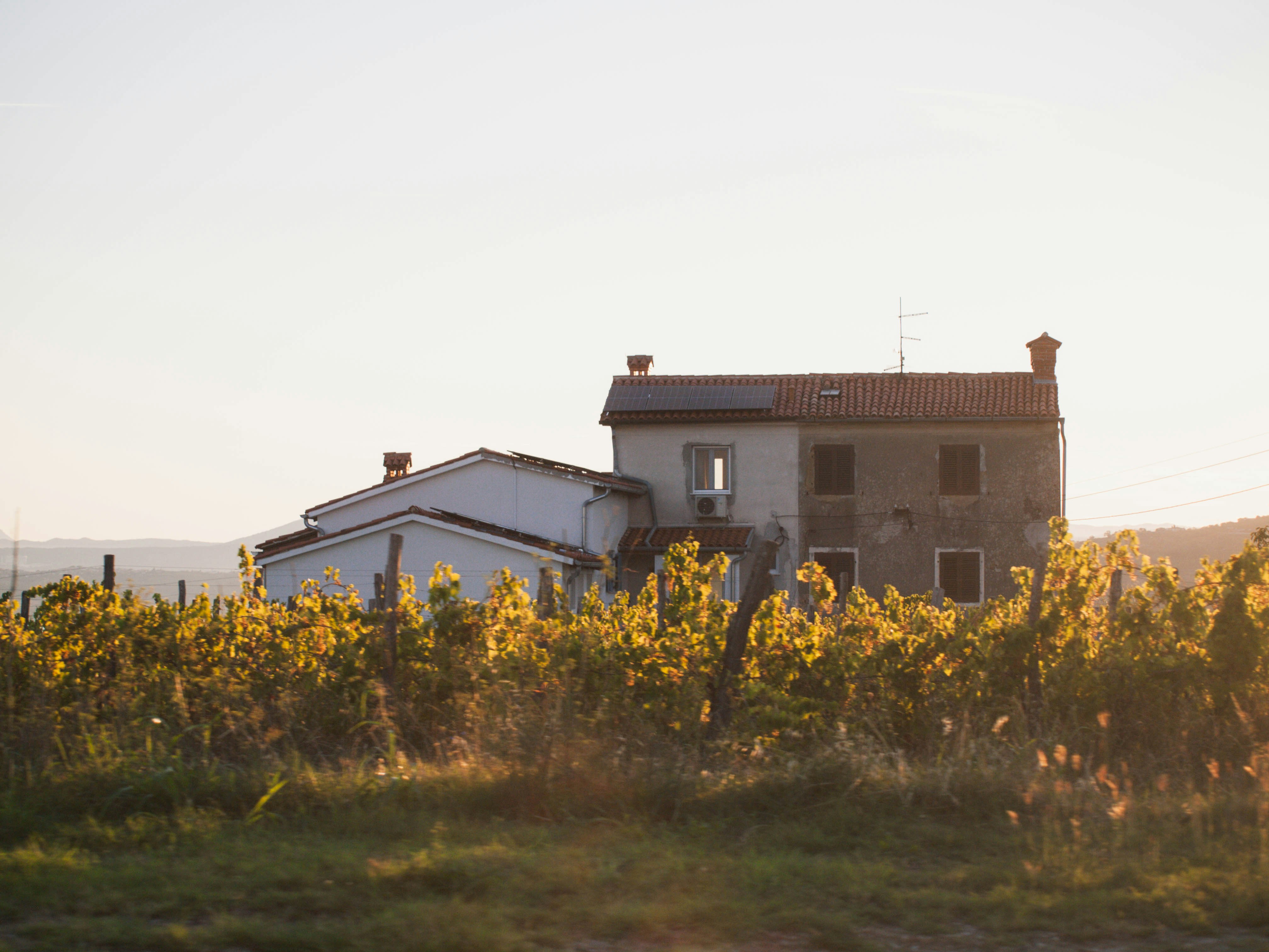 A weathered farmhouse nestled among vibrant vineyard rows, bathed in golden light during sunset.