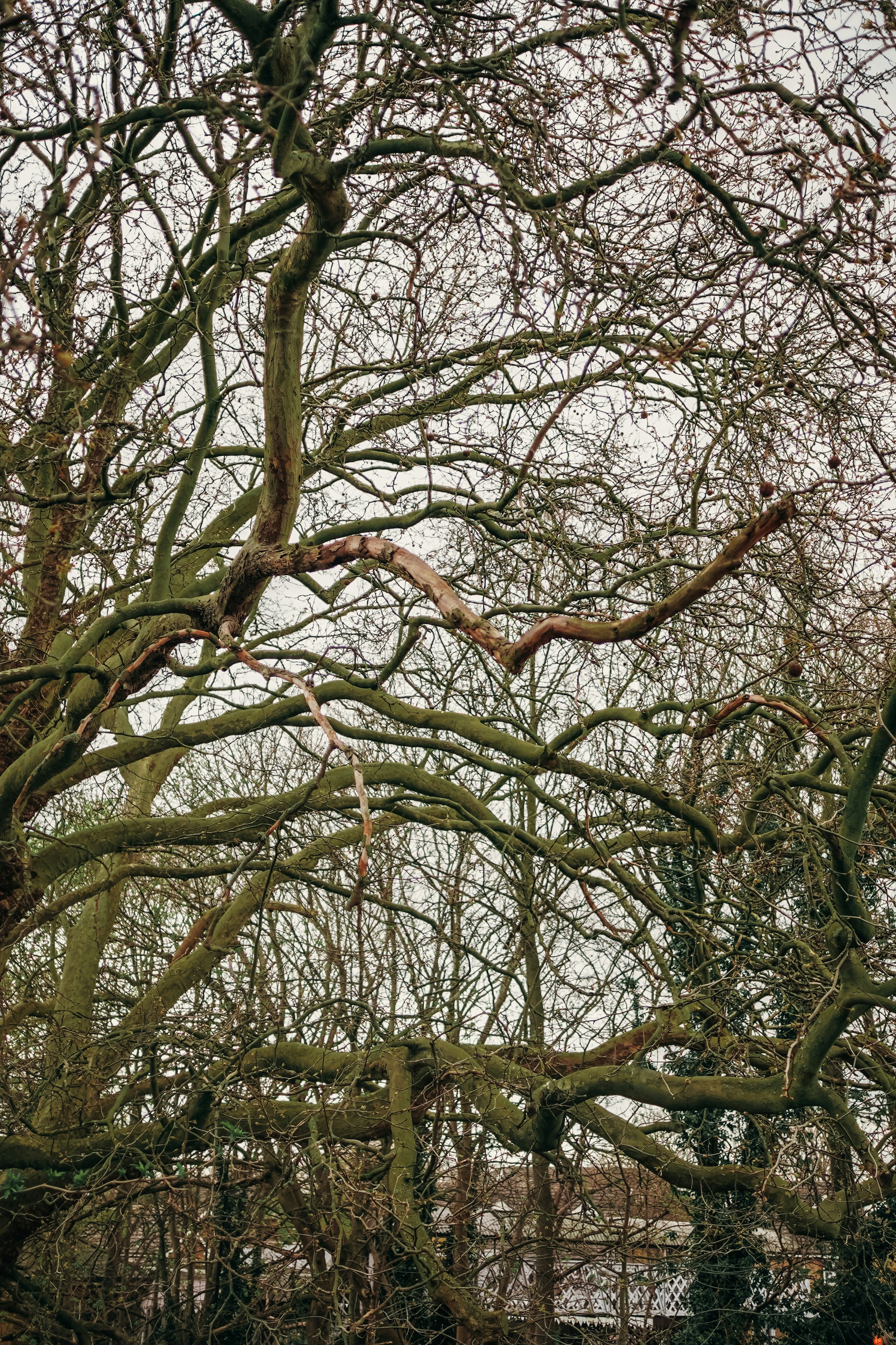 Photo by Beatriz Braga with Sony Alpha 7C