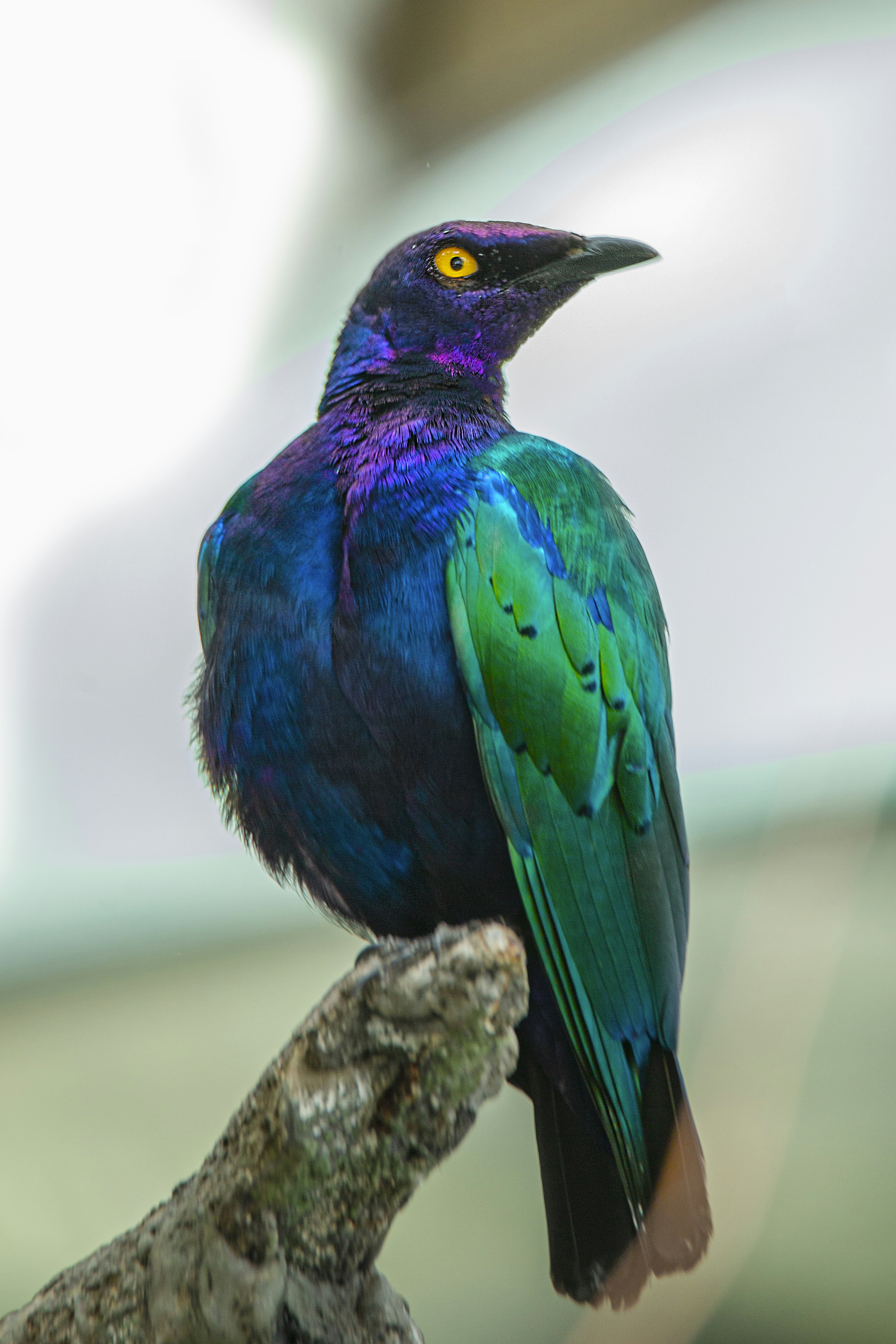 Vibrant bird perched on a branch, showcasing a stunning array of iridescent feathers in shades of blue and green.