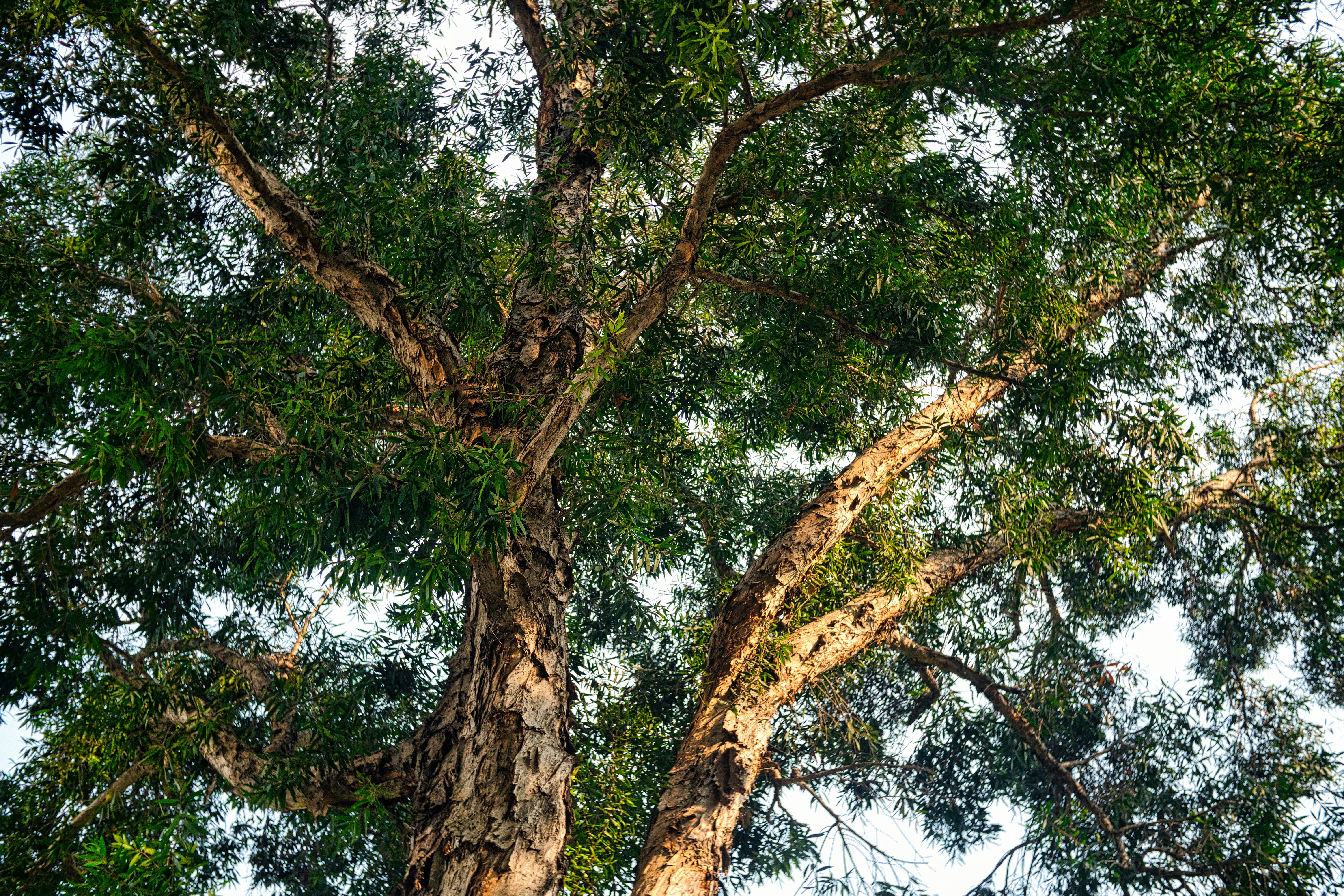Foto Un árbol con muchas ramas – Imagen gratis en Unsplash