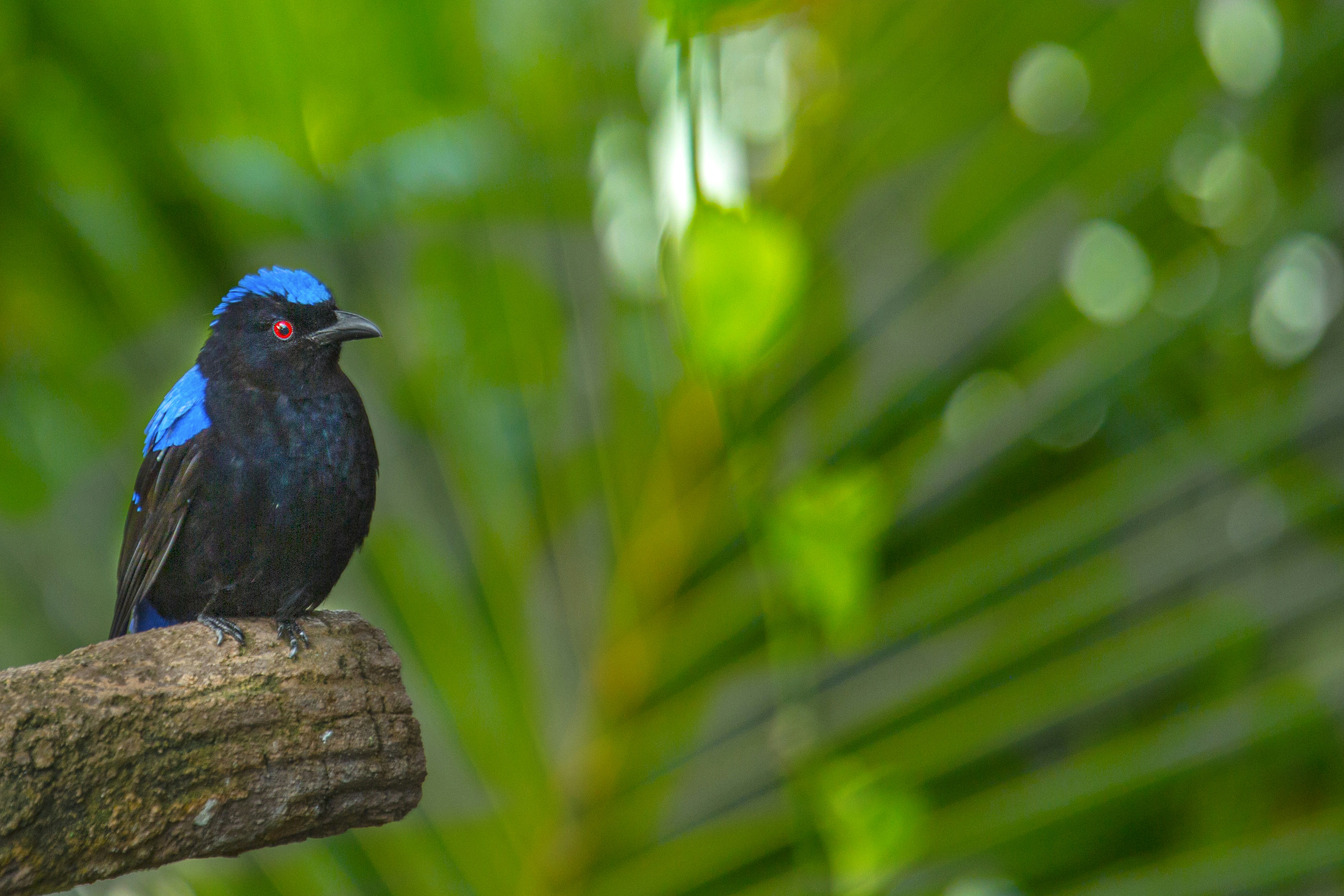 A striking black bird with blue accents perched on a branch, surrounded by a vibrant green backdrop of palm leaves.