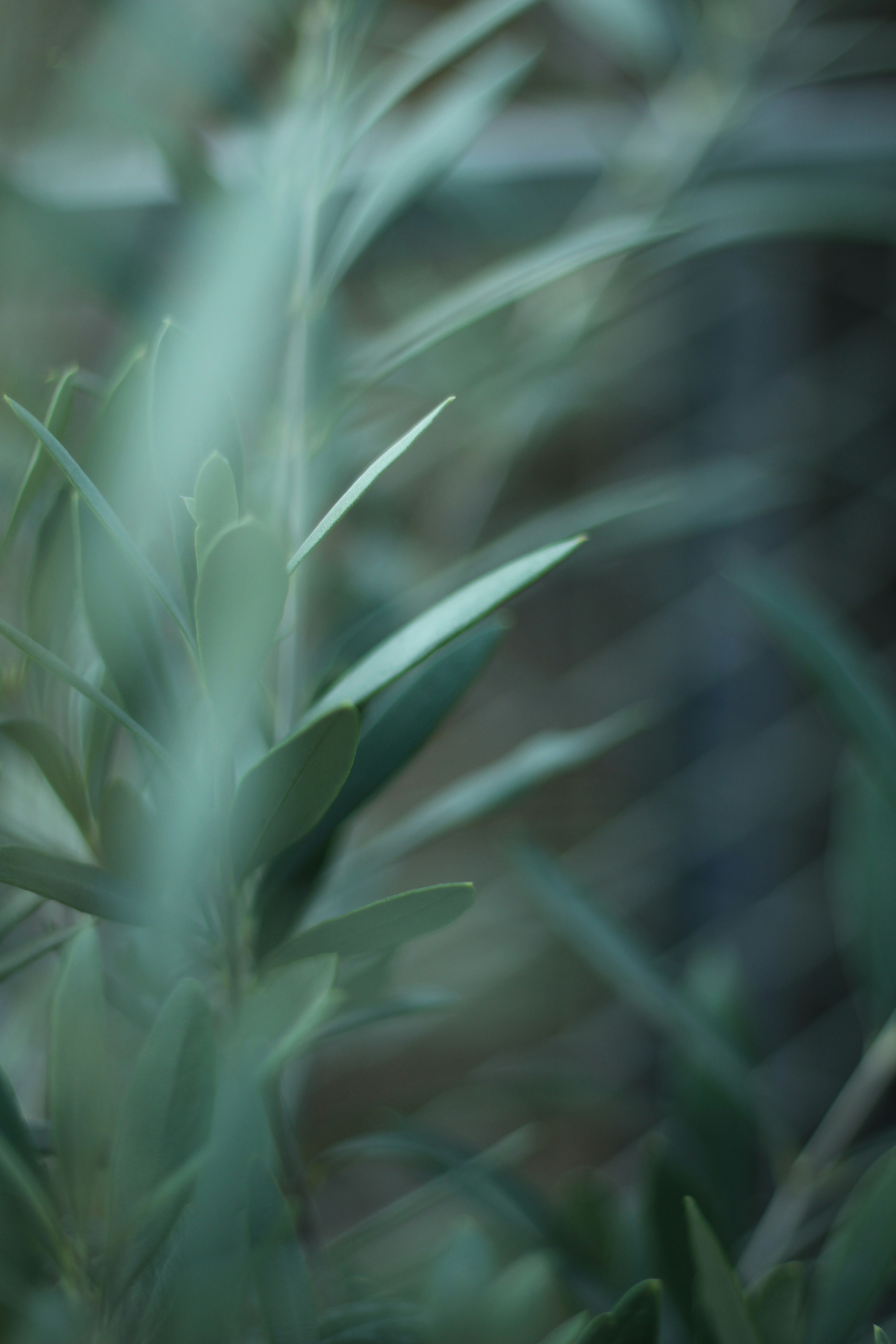 Creased Green: Close-Up of Bluish Leaves in Soft Focus