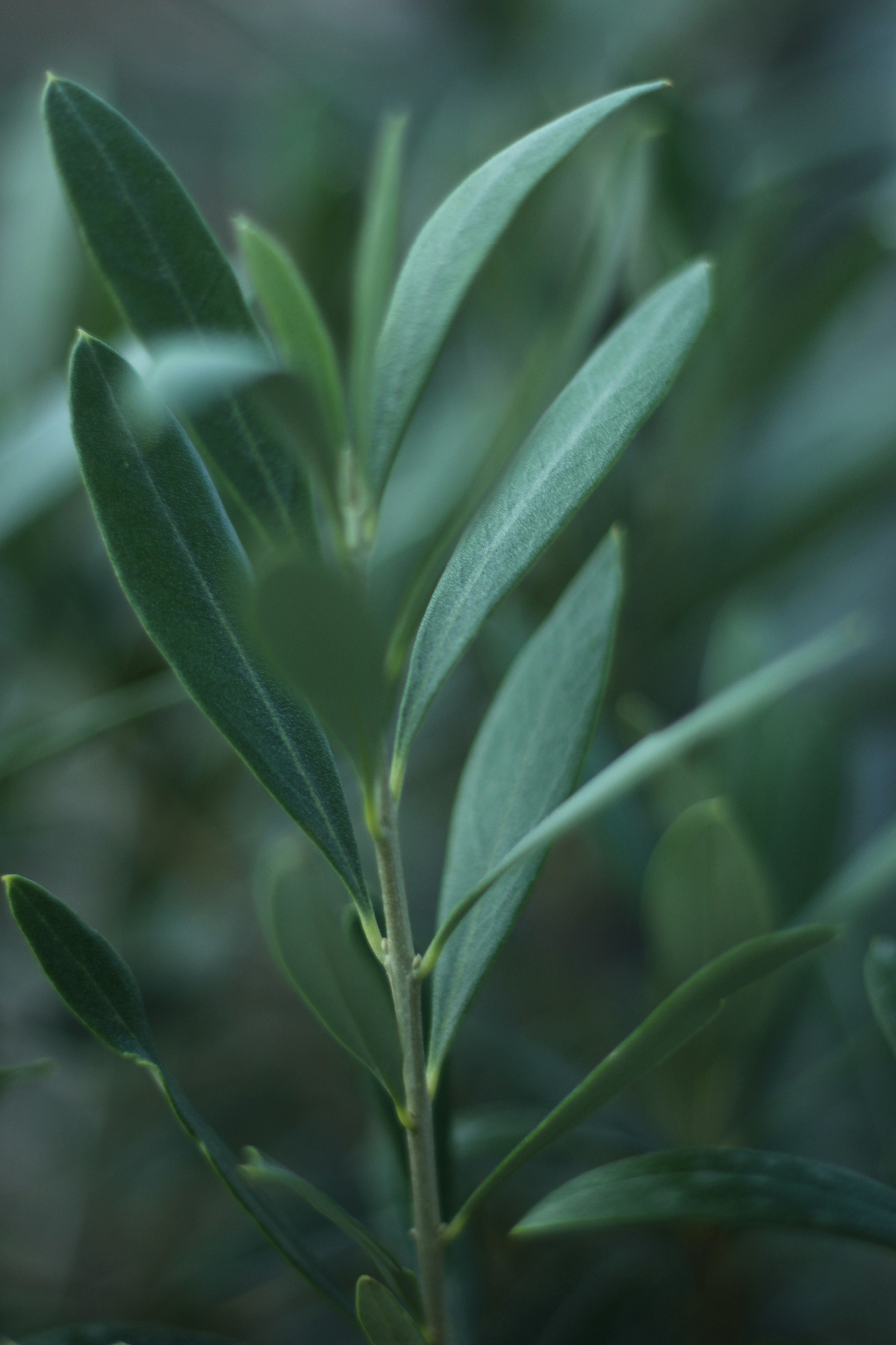close-up of a plantAnna