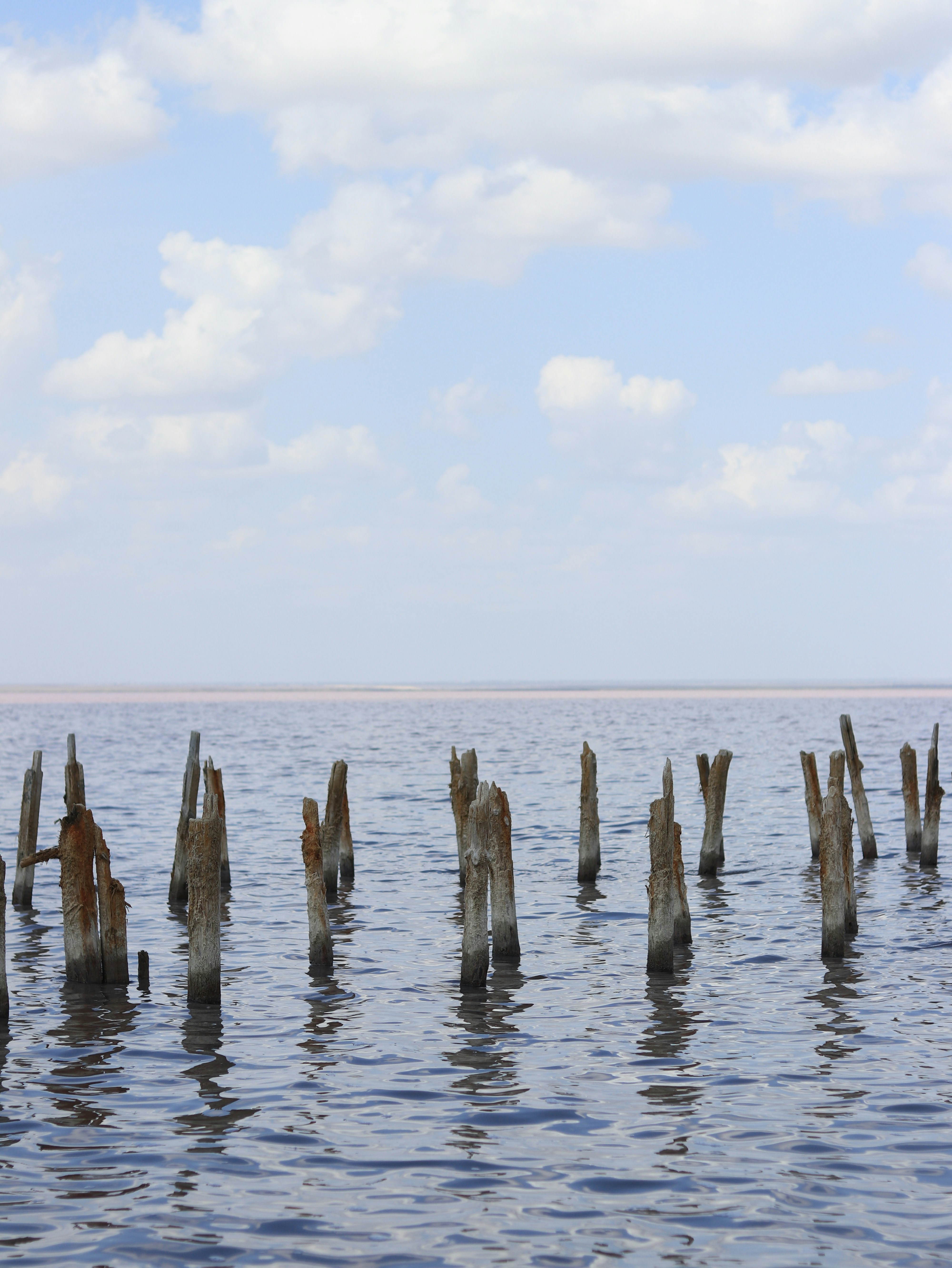 A group of sticks sticking out of the water photo – Free Water Image on ...