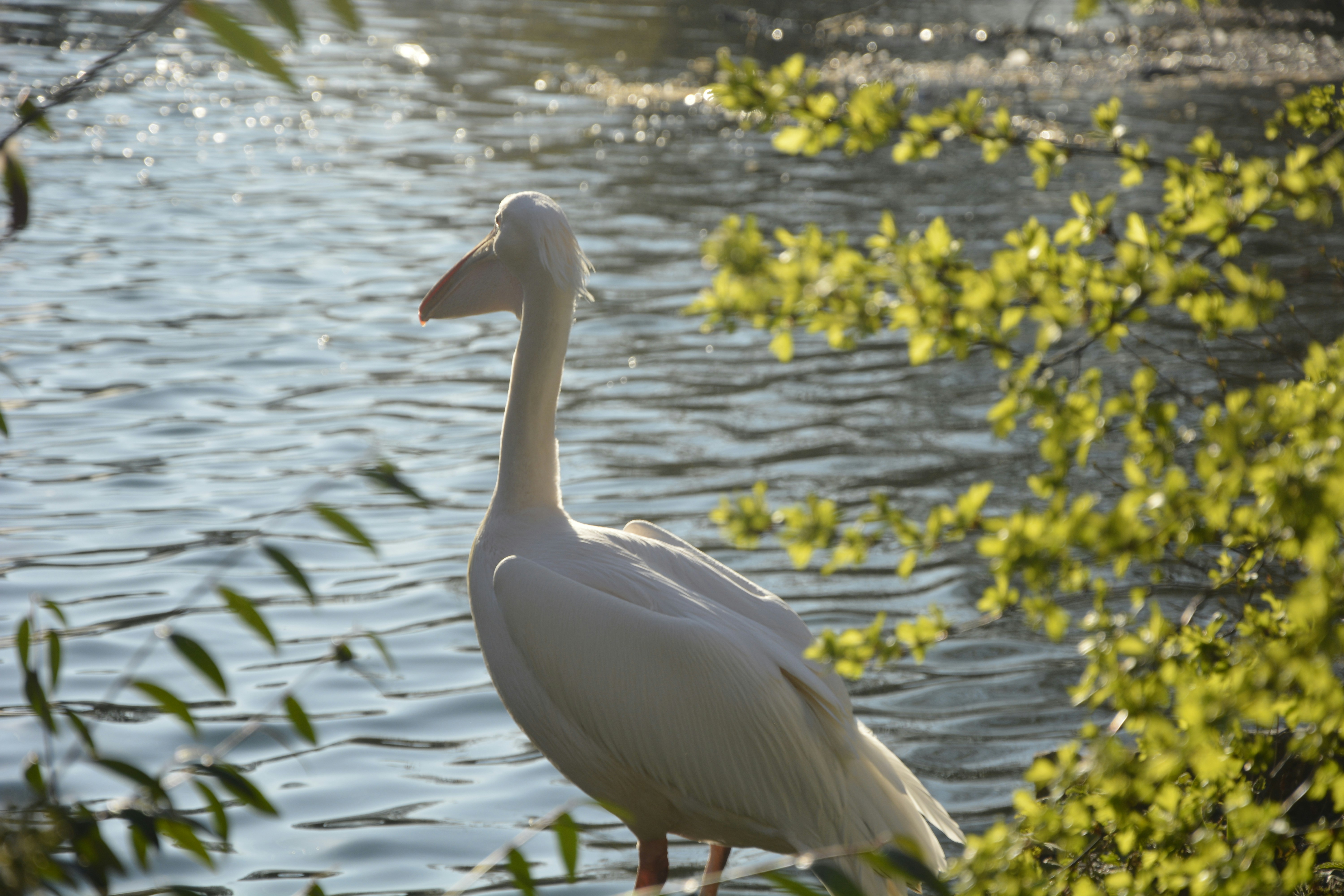 A bird standing in water photo – Free London Image on Unsplash