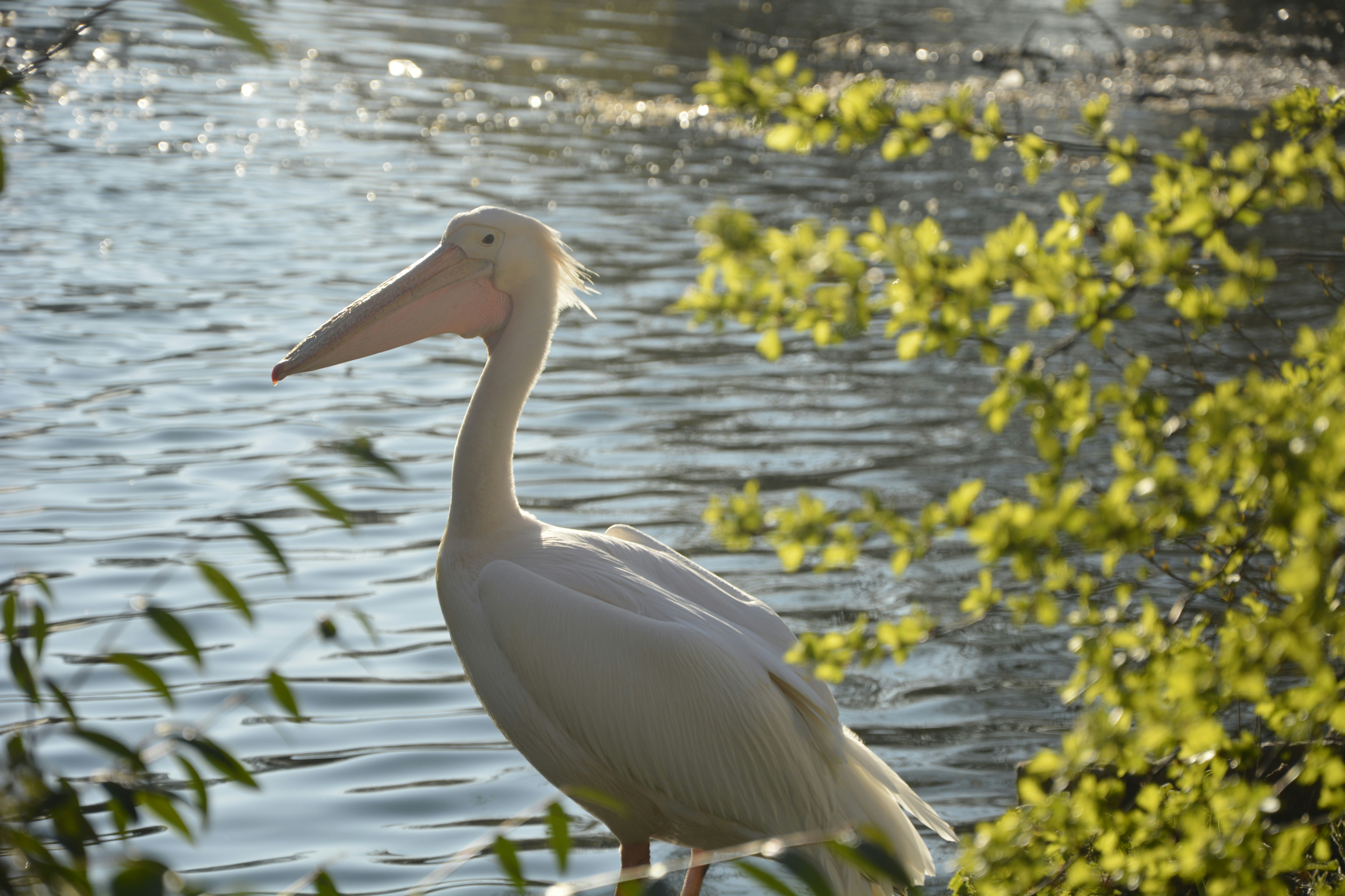 A bird standing in water photo – Free Hyde park Image on Unsplash
