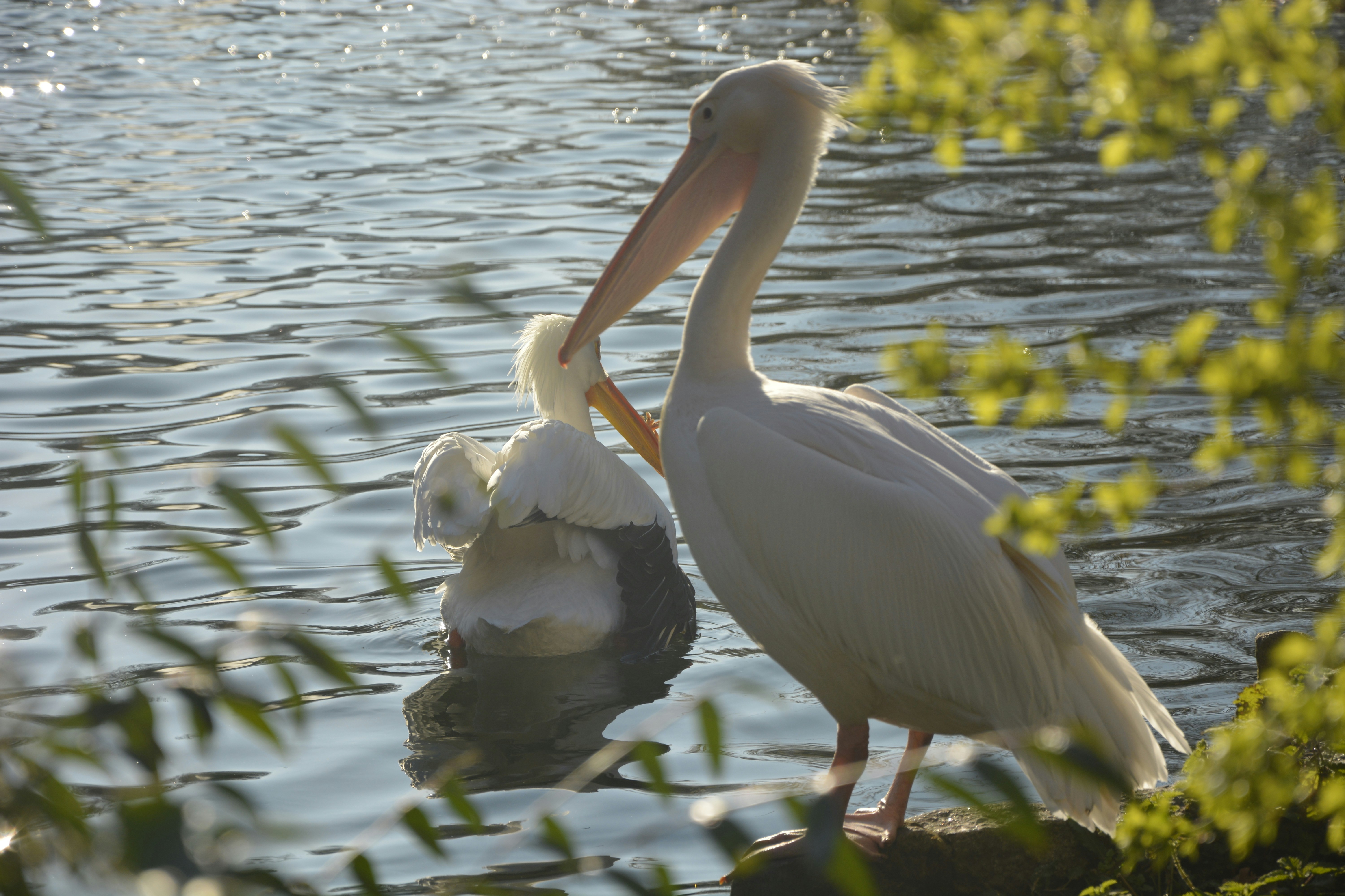 A couple of birds in the water photo – Free Hyde park Image on Unsplash