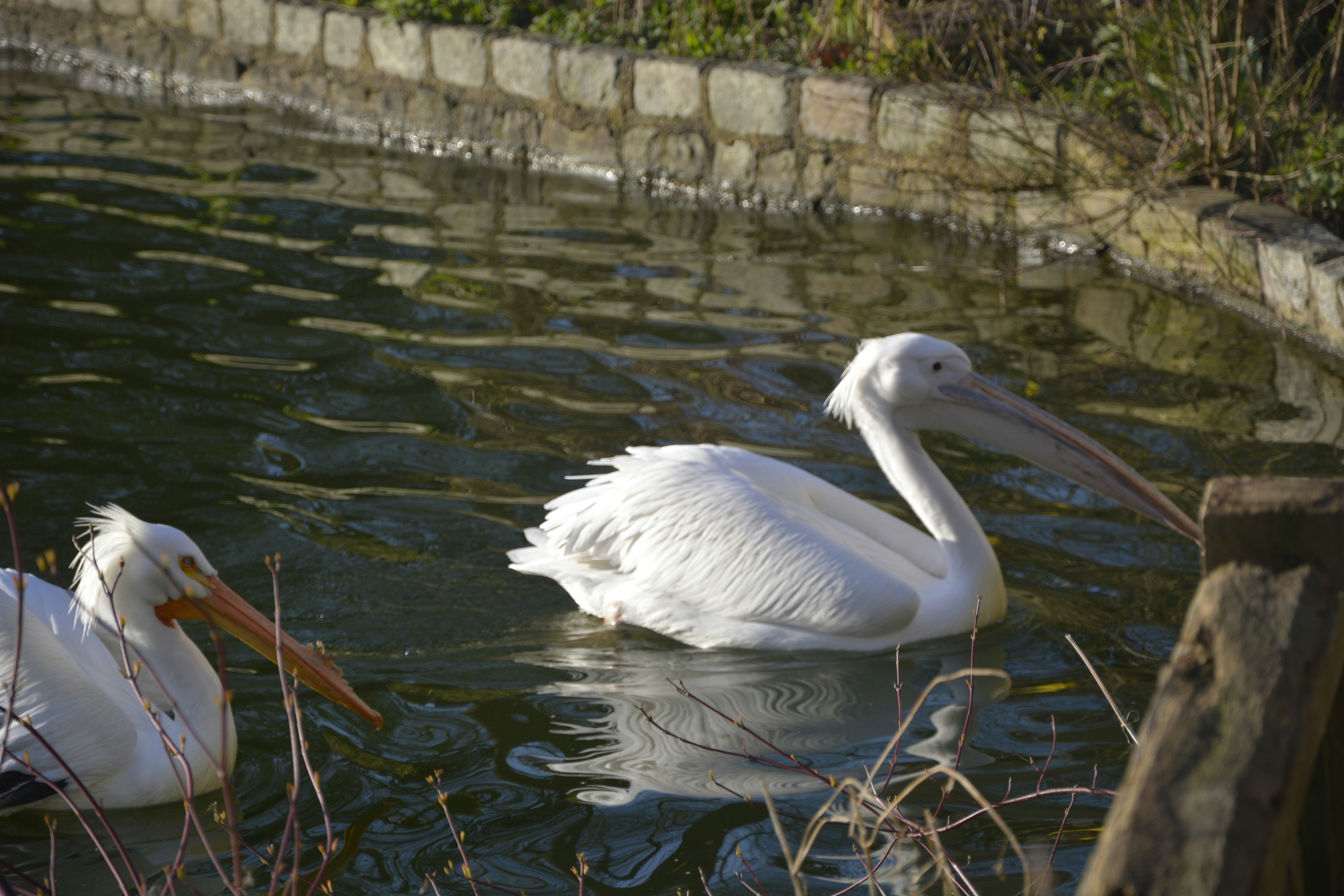 A couple of white birds in a body of water photo – Free Hyde park Image ...