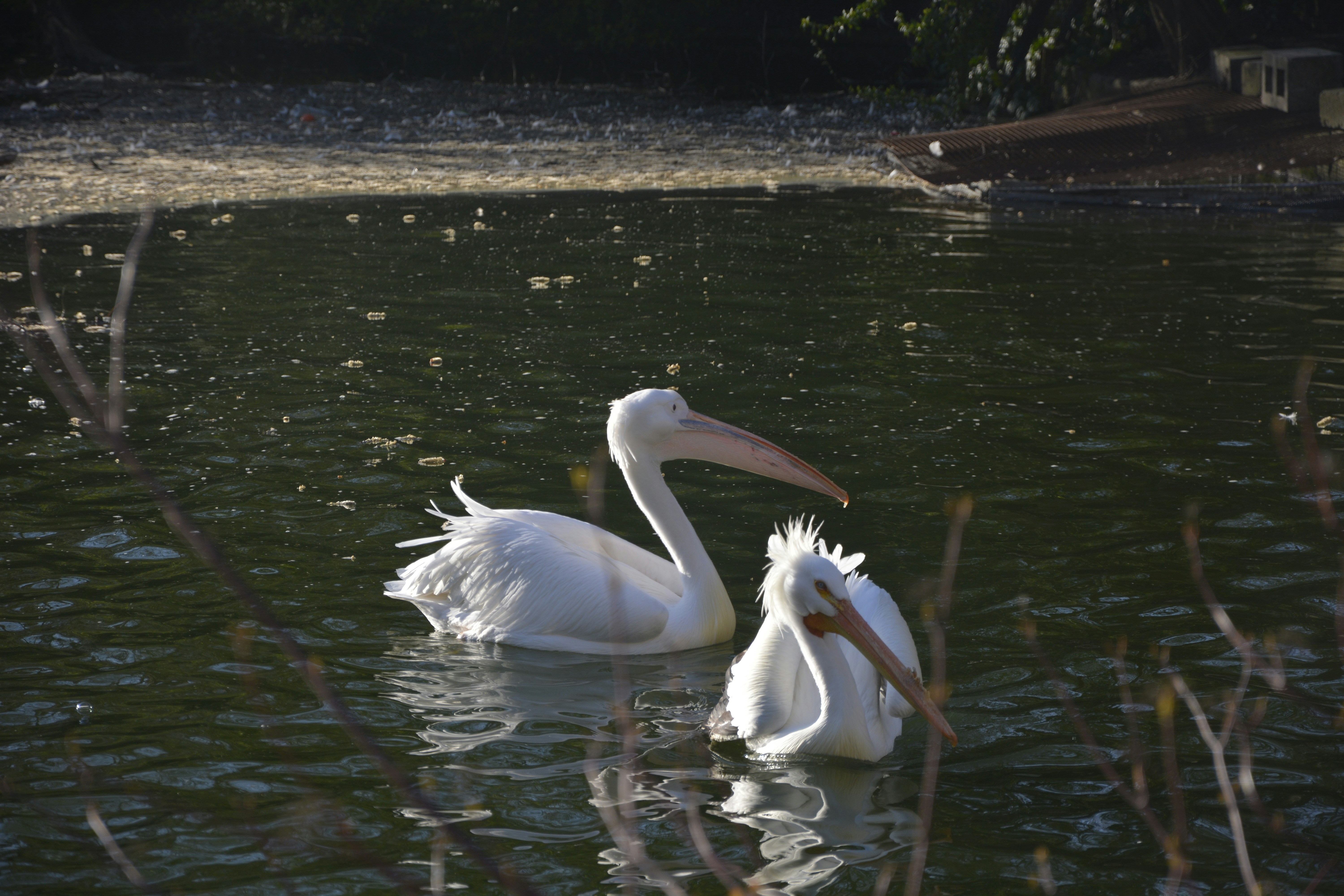 A couple of birds in a body of water photo – Free Hyde park Image on ...