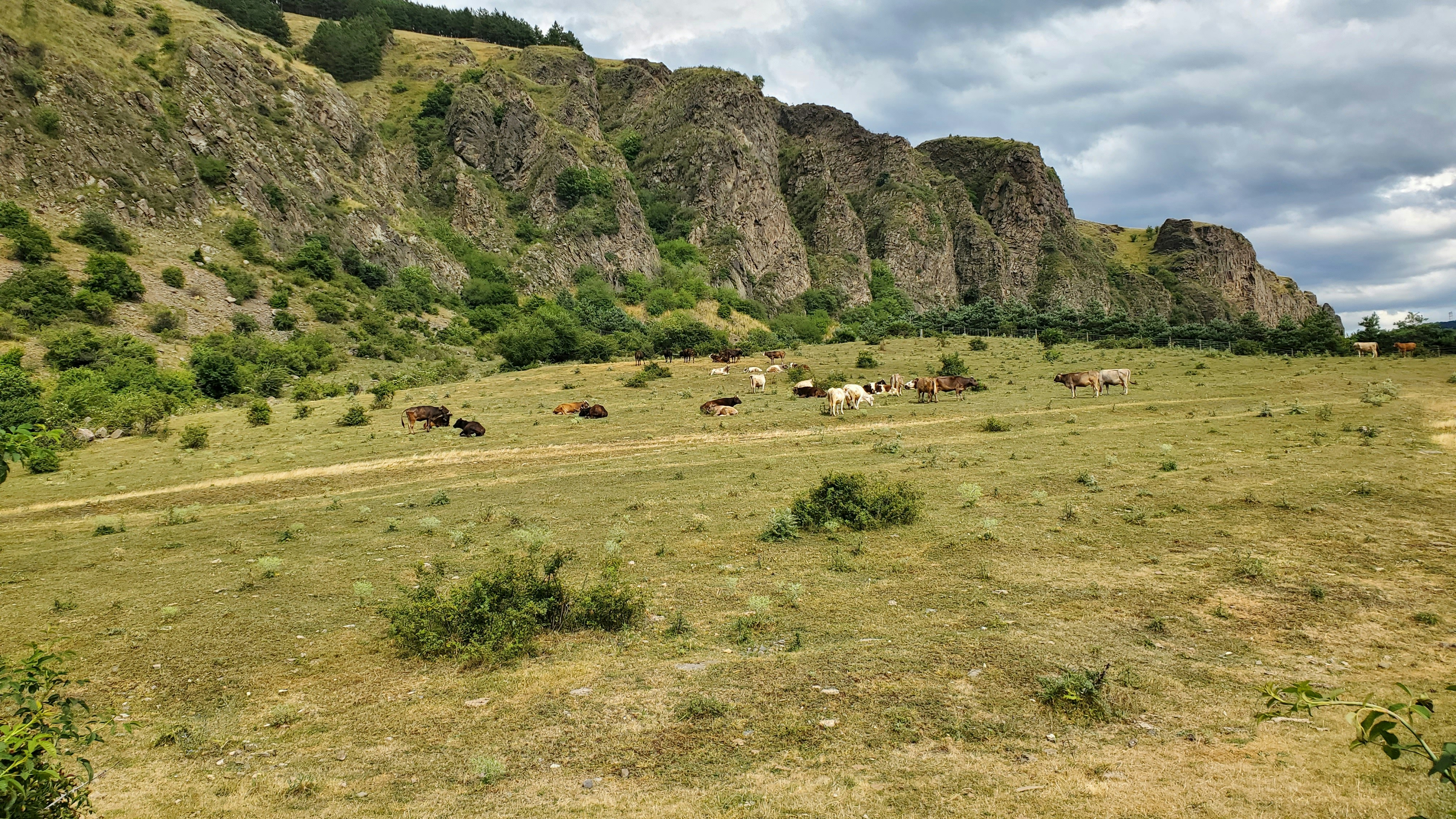Cattle Beneath a Rugged Limestone Ridge