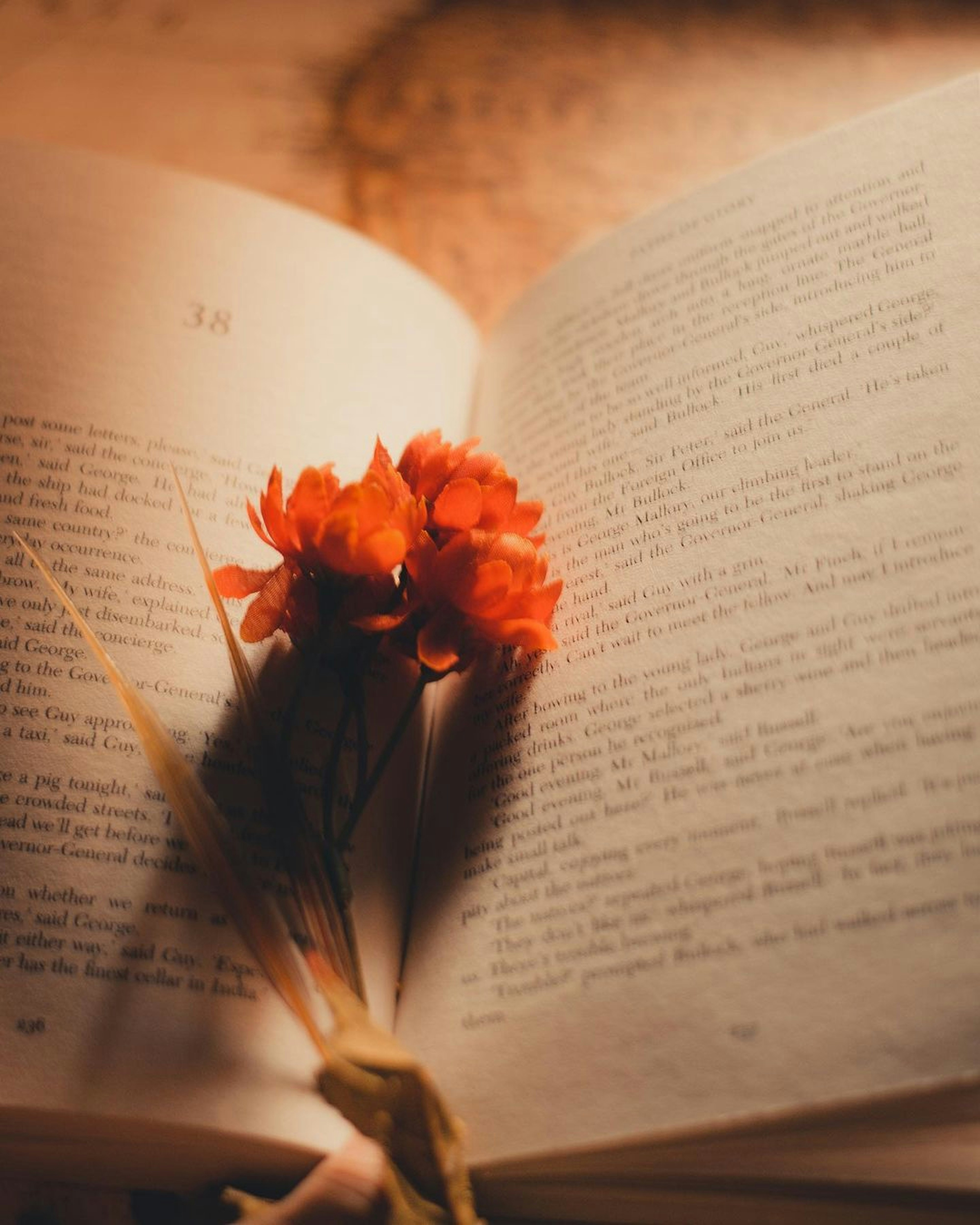 A flower in a book photo – Free Book Image on Unsplash