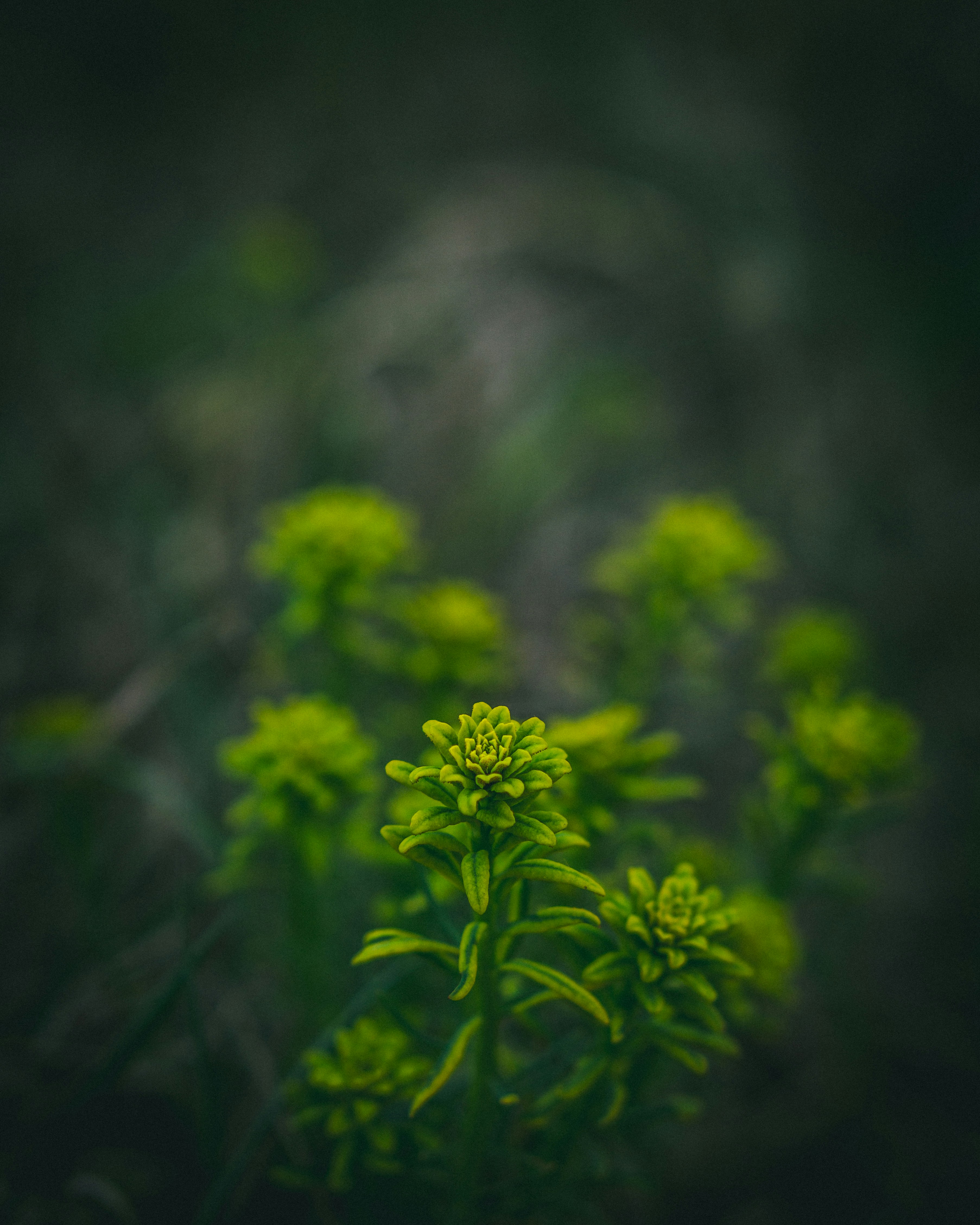 Vibrant green plant clusters emerge from a dark, blurred background, showcasing the beauty of nature's resilience. The focus highlights intricate details and textures of the foliage.