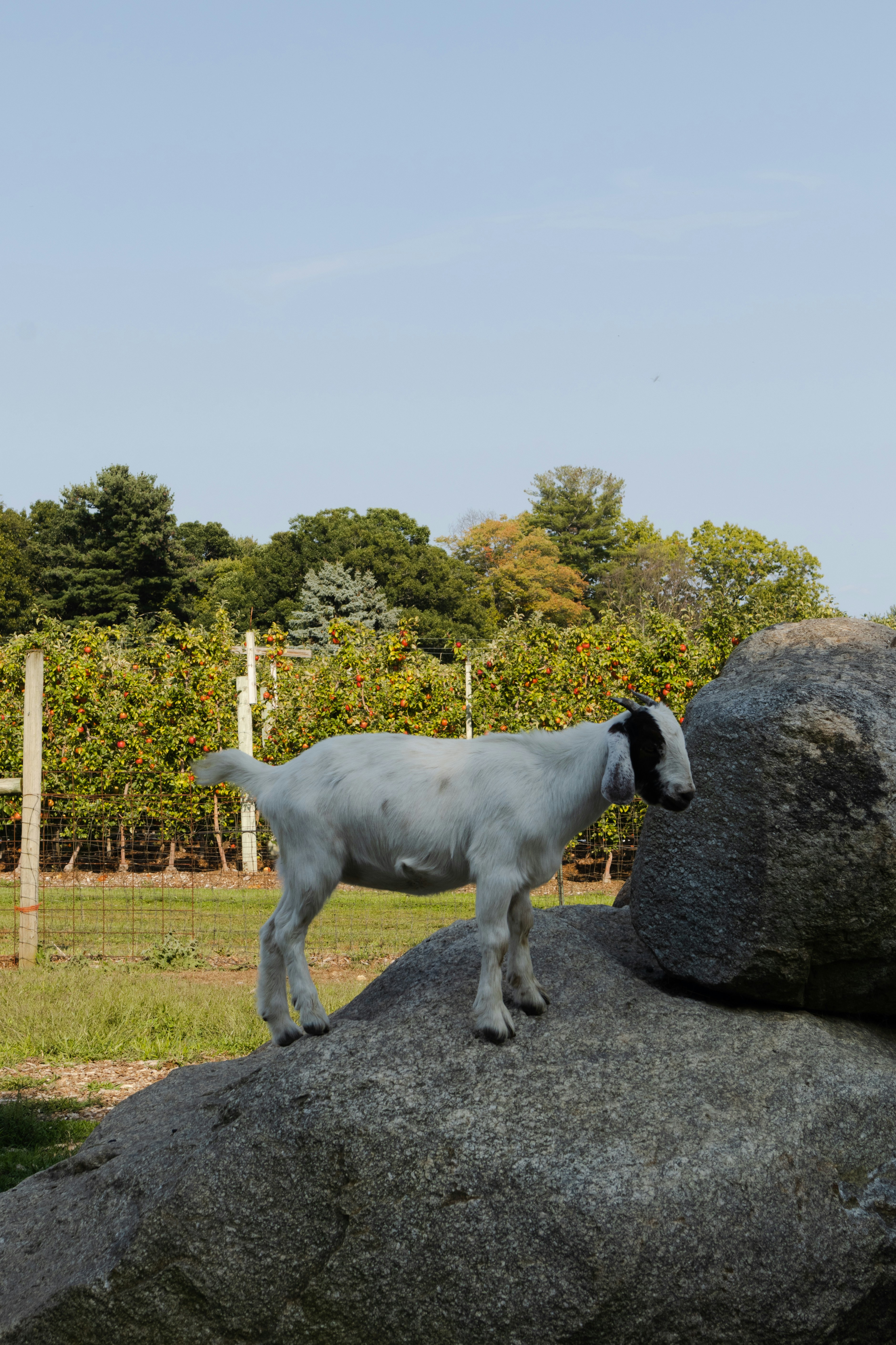 Granite Guardian: A White Goat on the Sunlit Rock