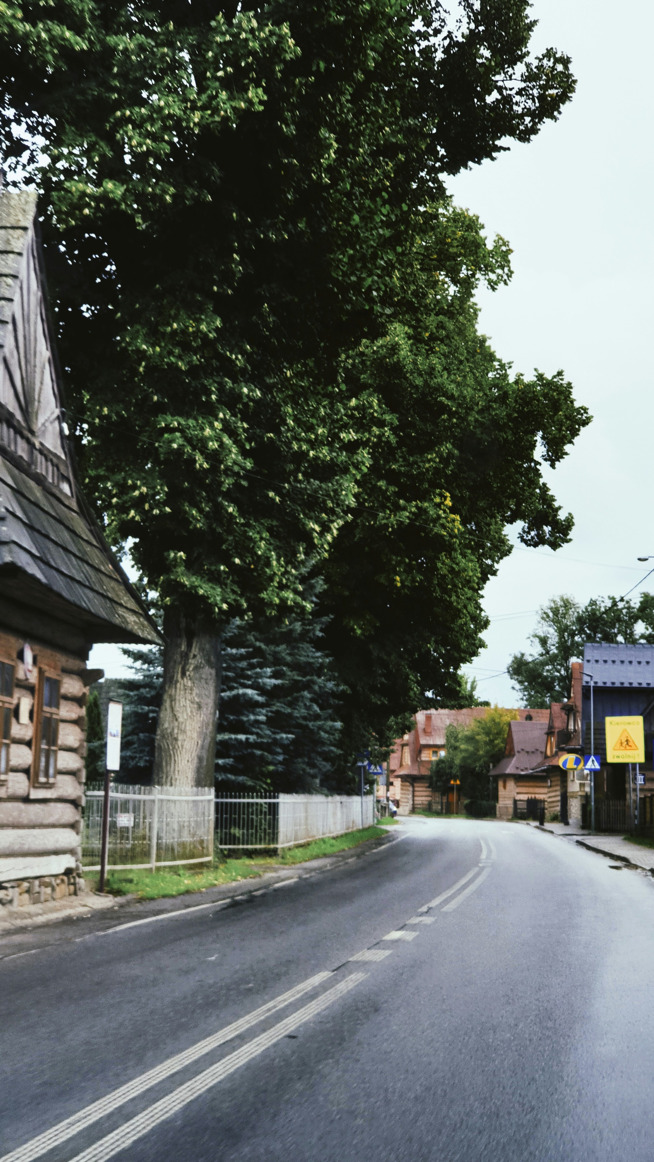 Road Beneath a Cathedral of Leaves: A Quiet Village Approach