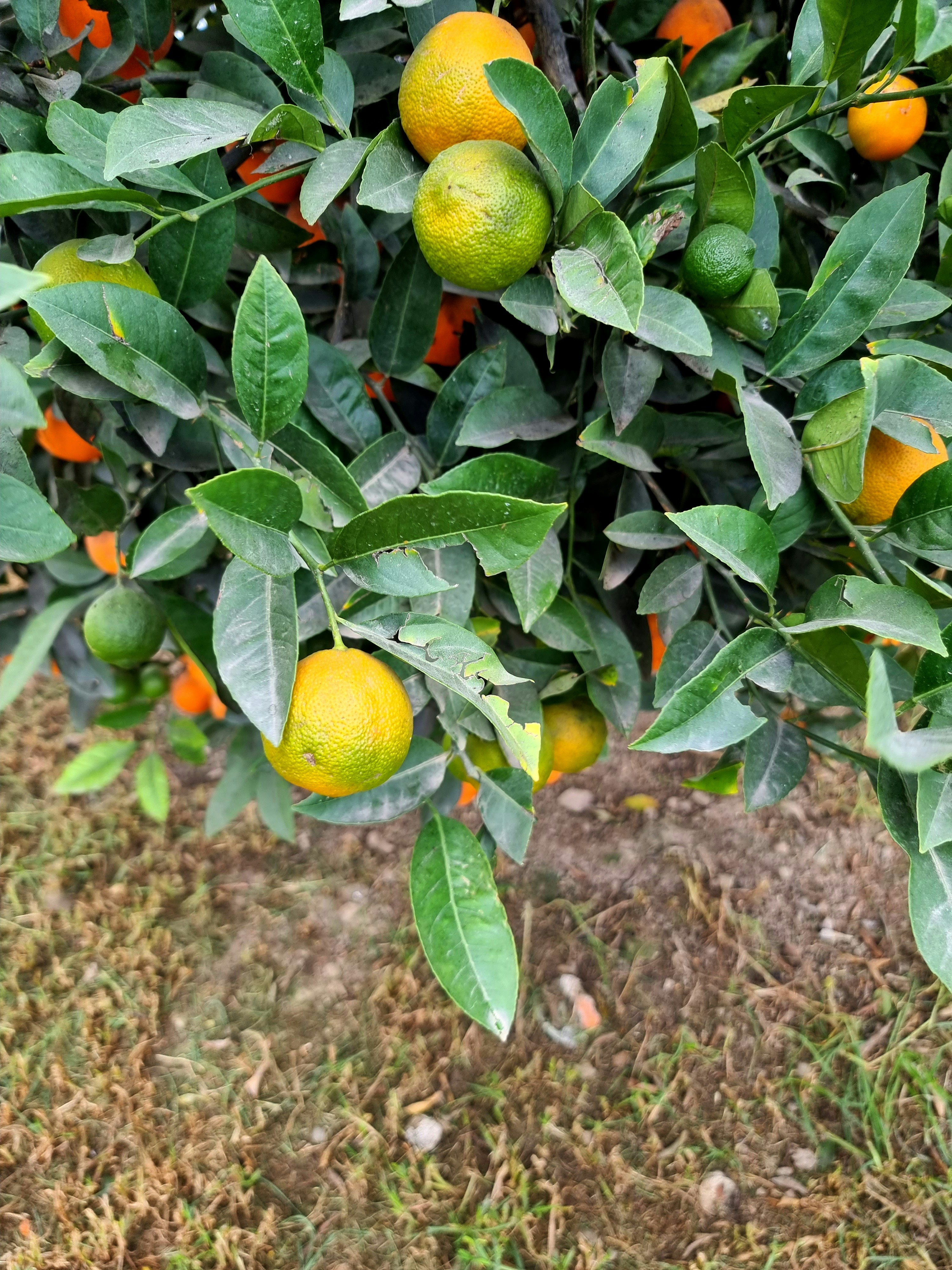 a tree with oranges