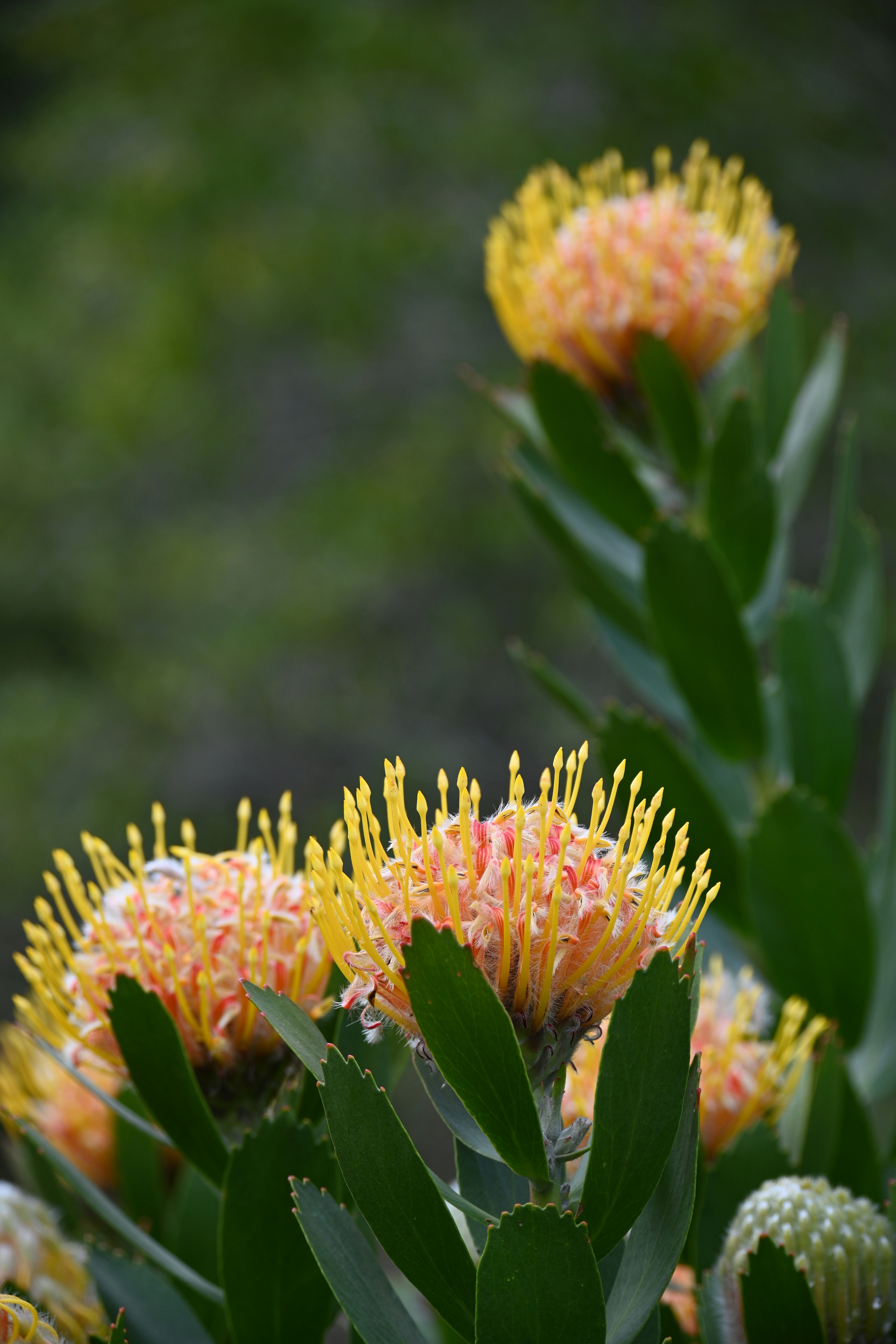 Amber Protea Crown in Velvet Green: A Quiet Close-Up