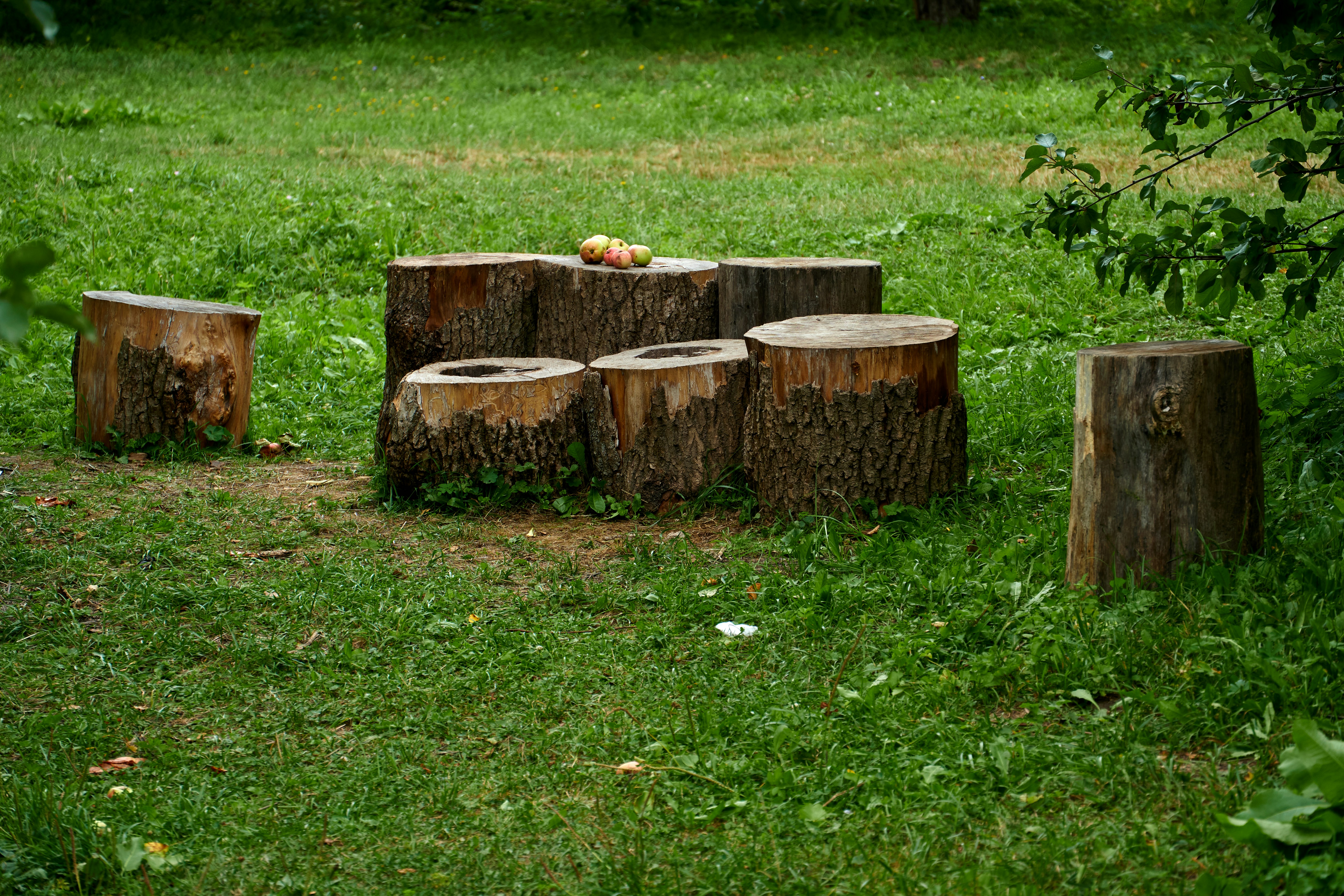 A group of stumps in a grassy area photo – Free Plant Image on Unsplash